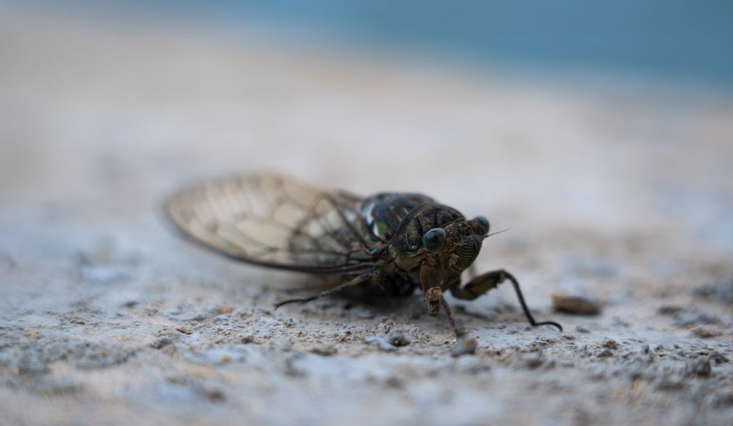 Eastern Cicada Killer Predators: A Simple Guide