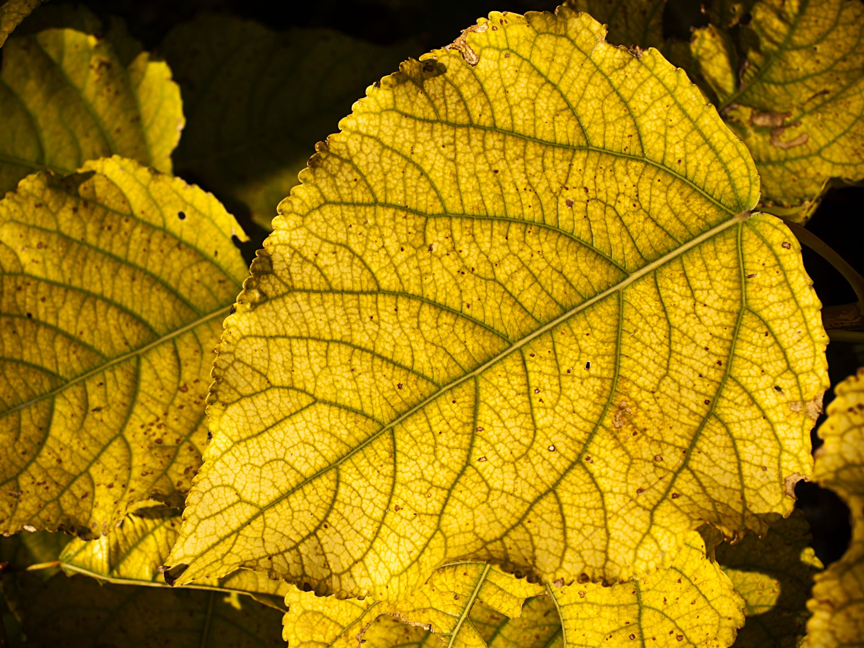 Close-up of Vibrant Yellow Autumn Leaf · Free Stock Photo