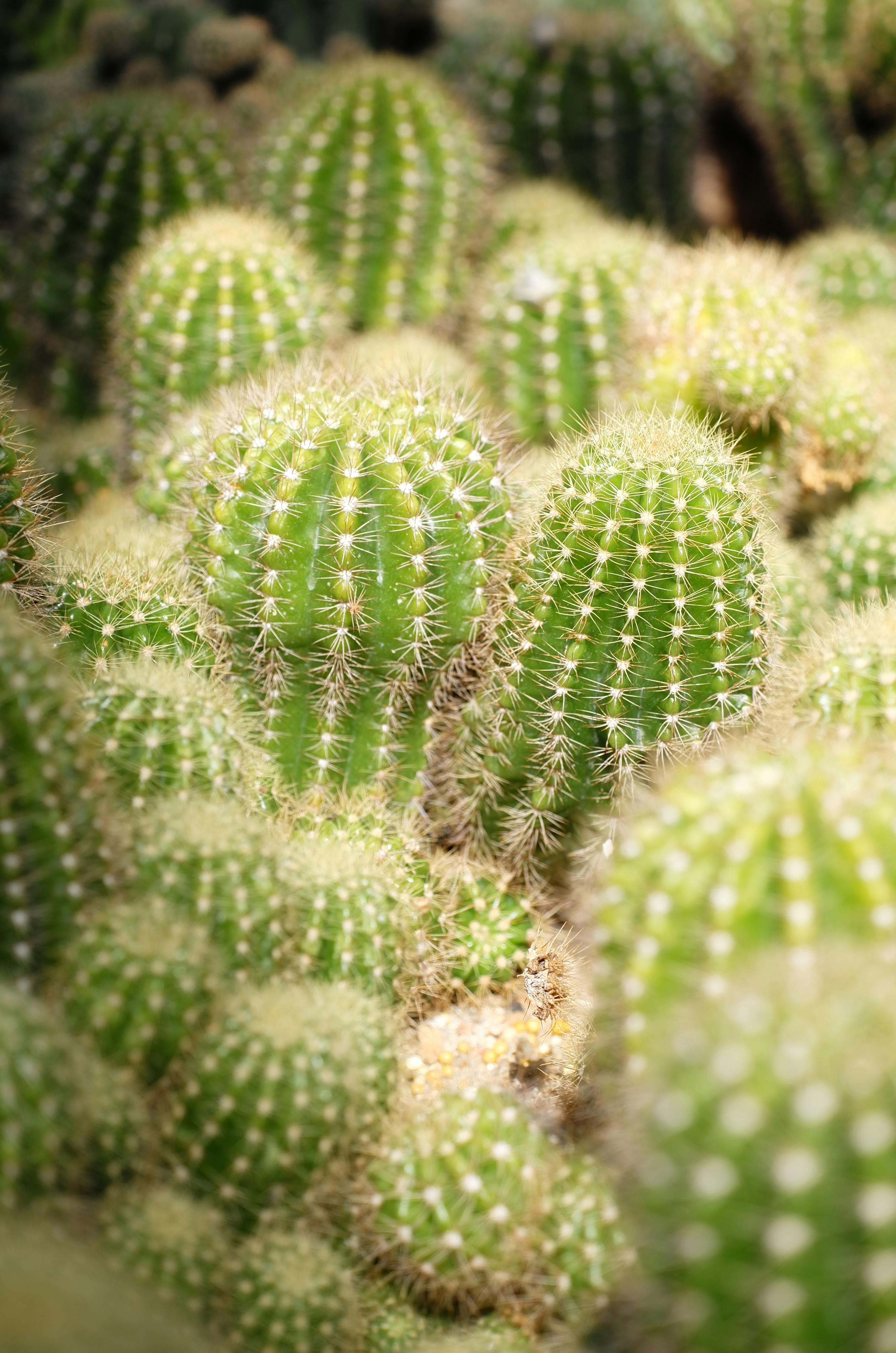 Close-Up of Lush Green Cactus Cluster · Free Stock Photo