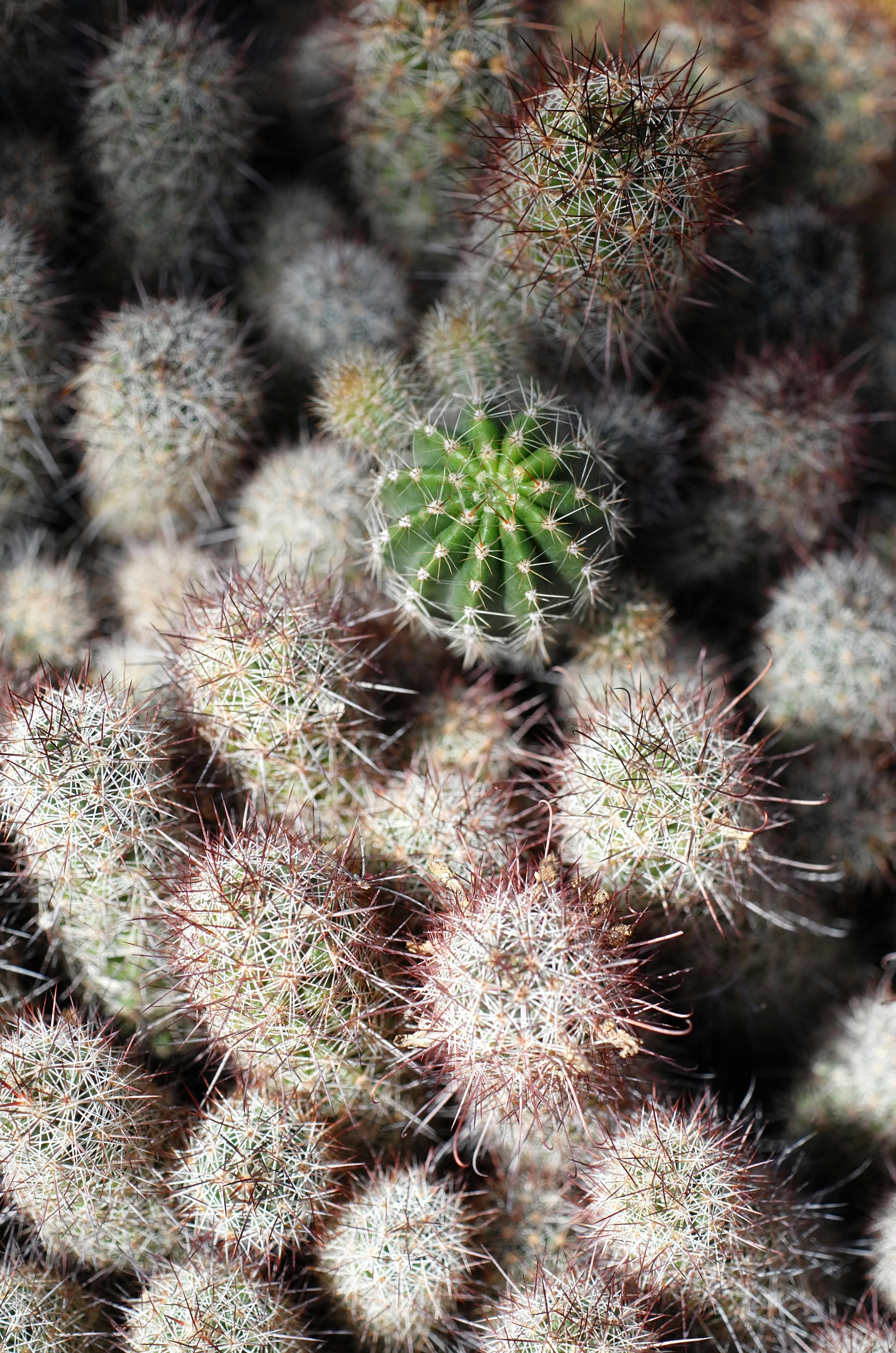 Close-up of Cactus Cluster with Spiky Texture · Free Stock Photo