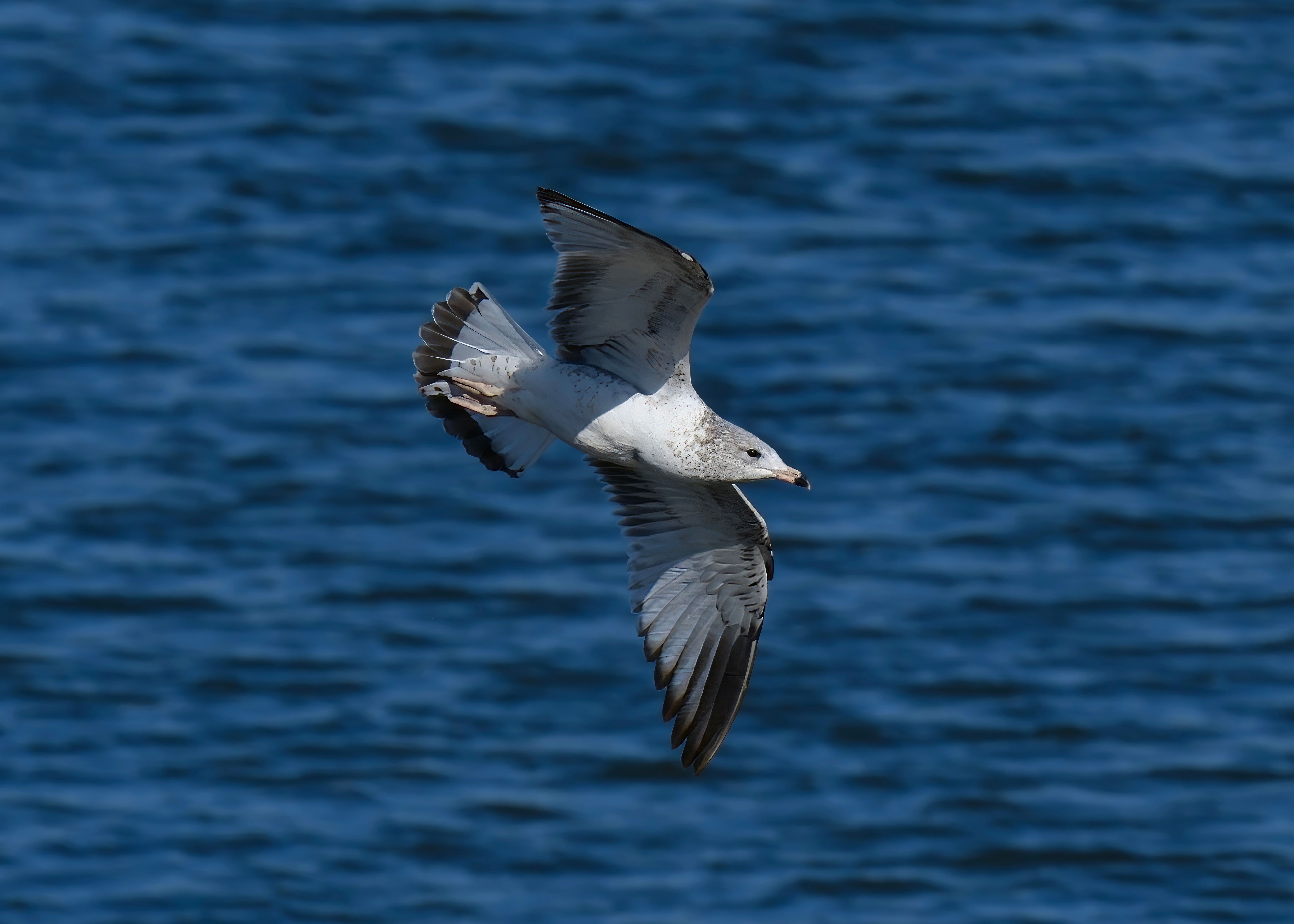 Seagull Soaring Over Blue Waters in Alabama · Free Stock Photo