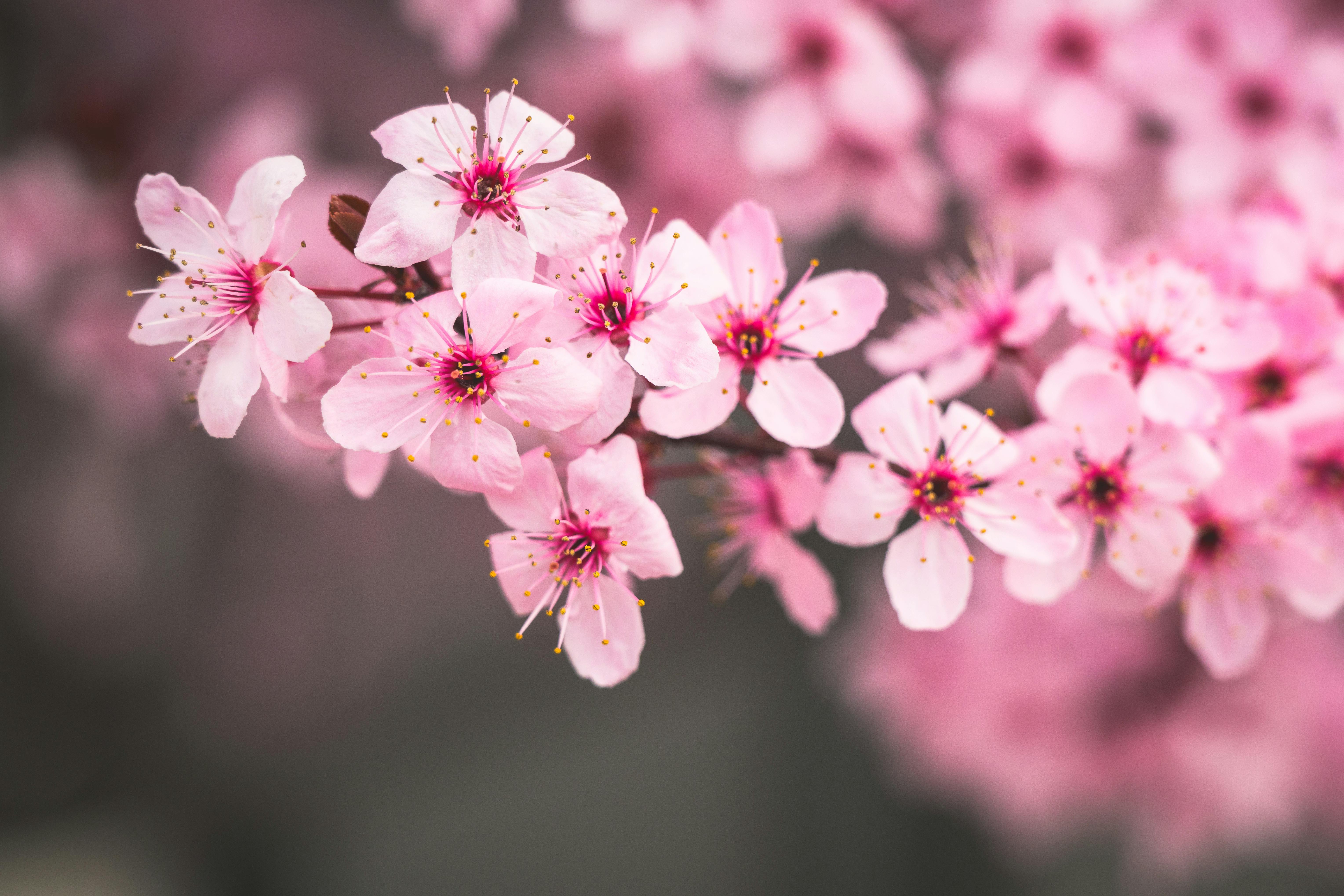 Picture+Of+Tanigue Photos, Download The BEST Free Picture+Of+Tanigue ...