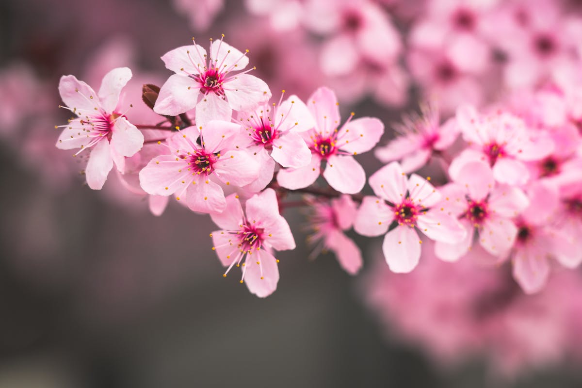 Pretty Pink Background Photos, Download The BEST Free Pretty Pink ...