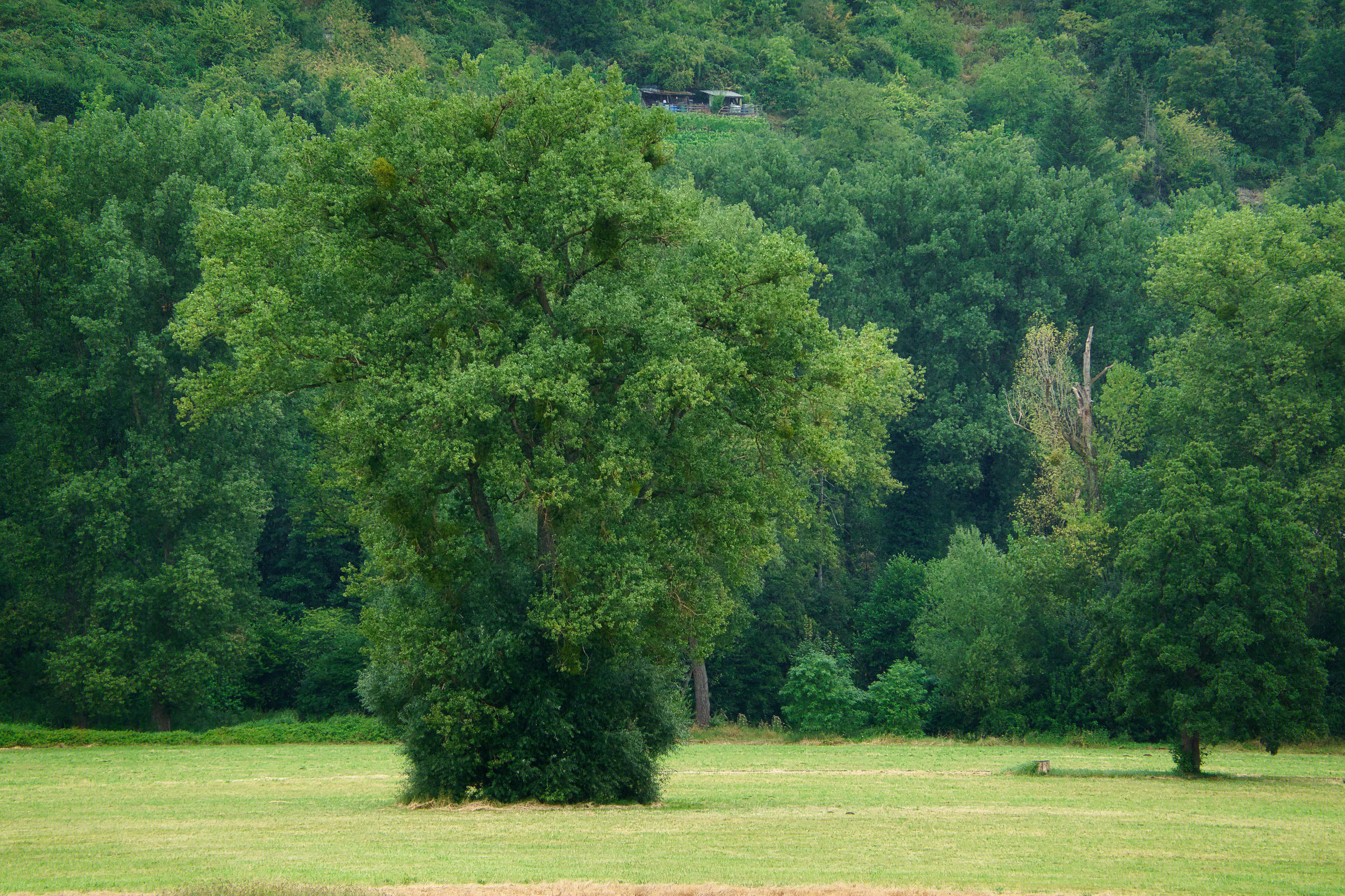Lush Green Landscape in Pforzheim Forest · Free Stock Photo