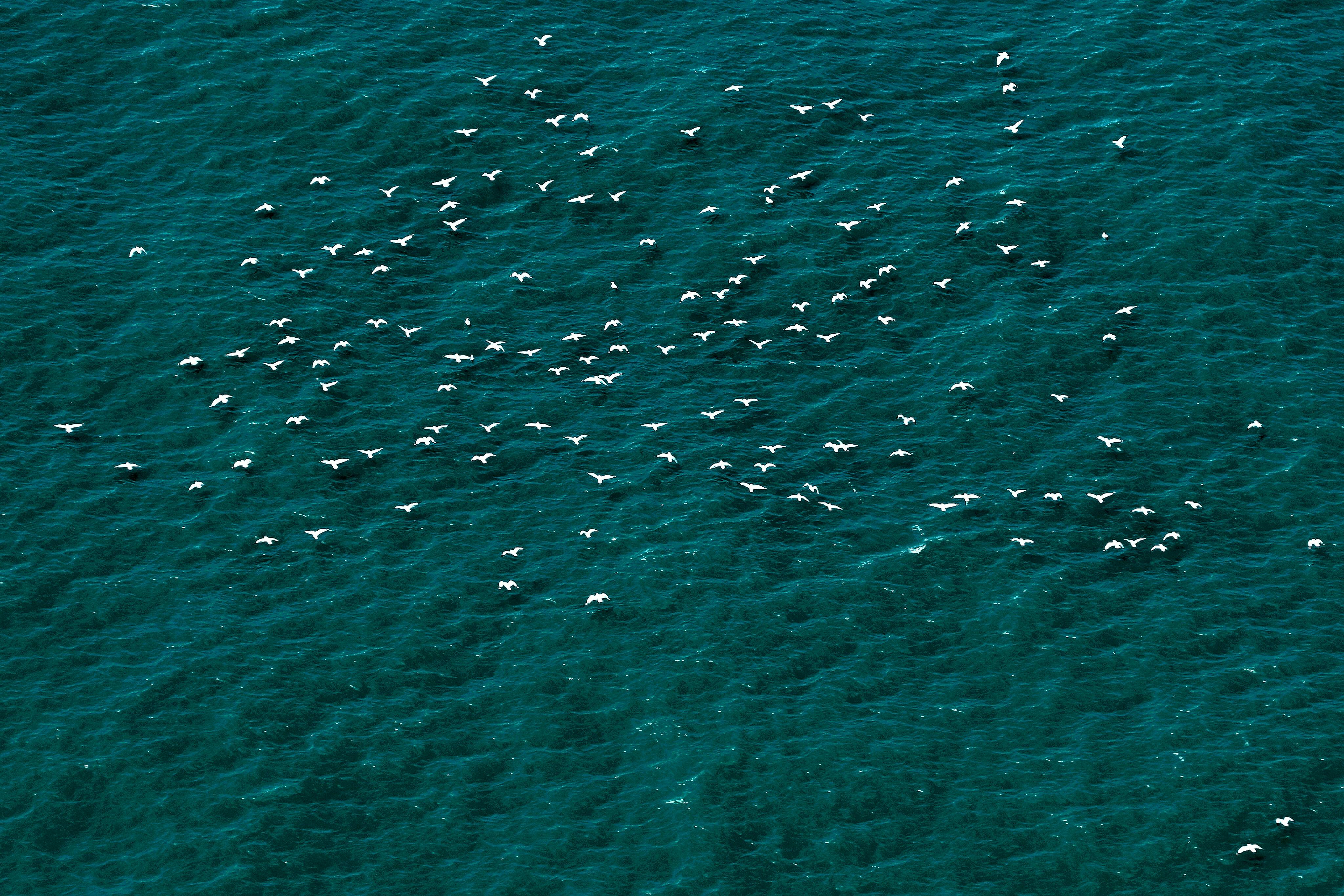 Aerial view of flock of birds over ocean waves · Free Stock Photo