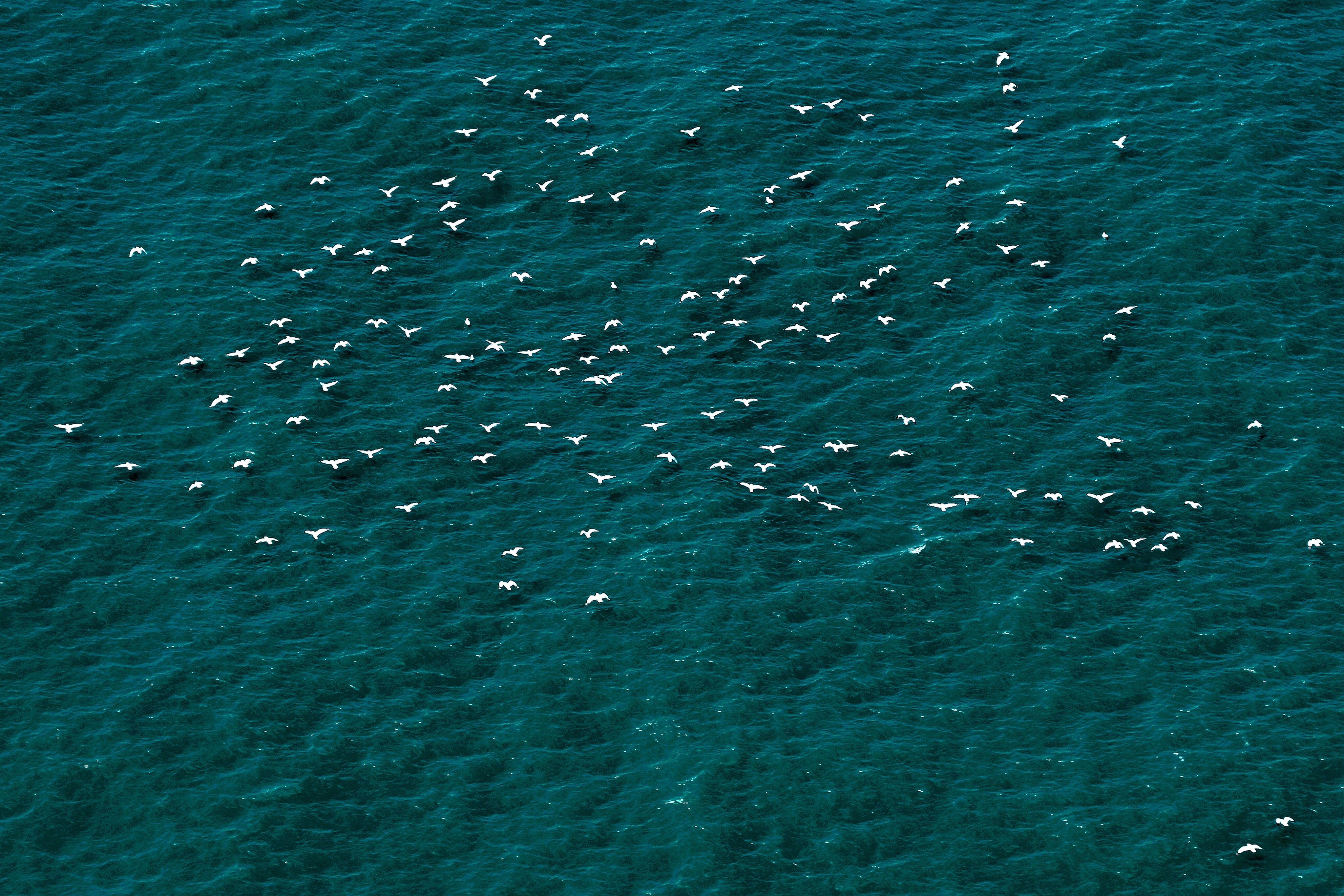 Aerial view of flock of birds over ocean waves · Free Stock Photo