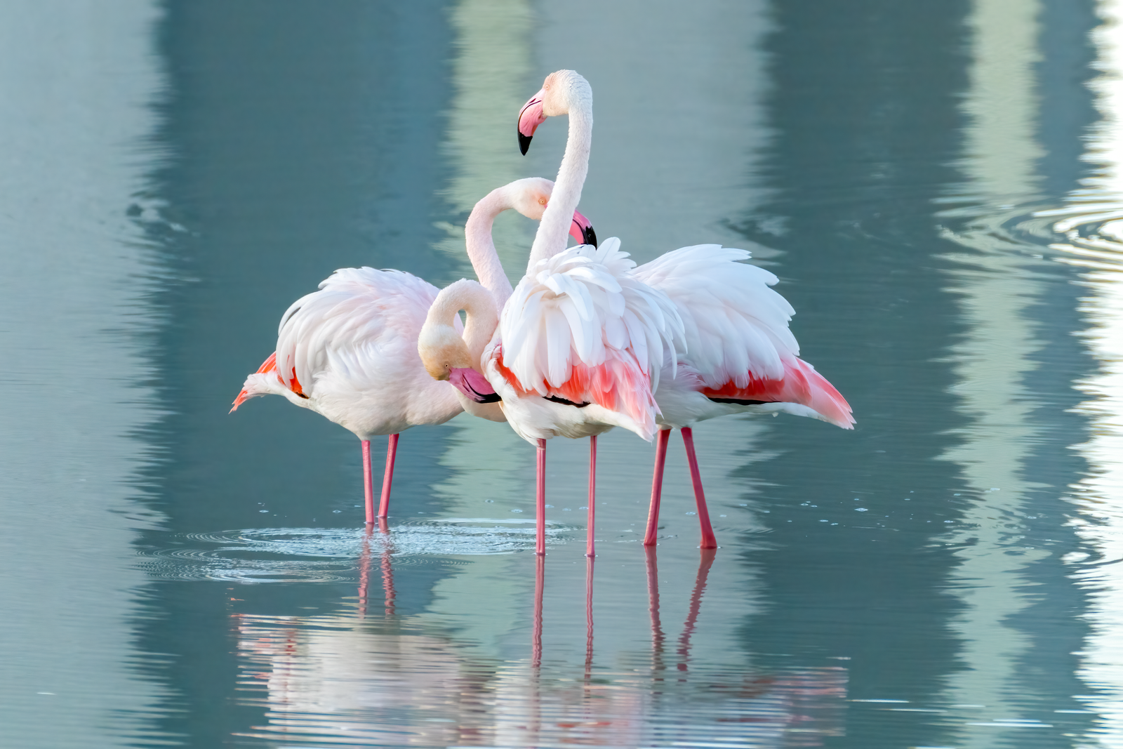 Flamingo Wallpaper Photos, Download The BEST Free Flamingo Wallpaper ...