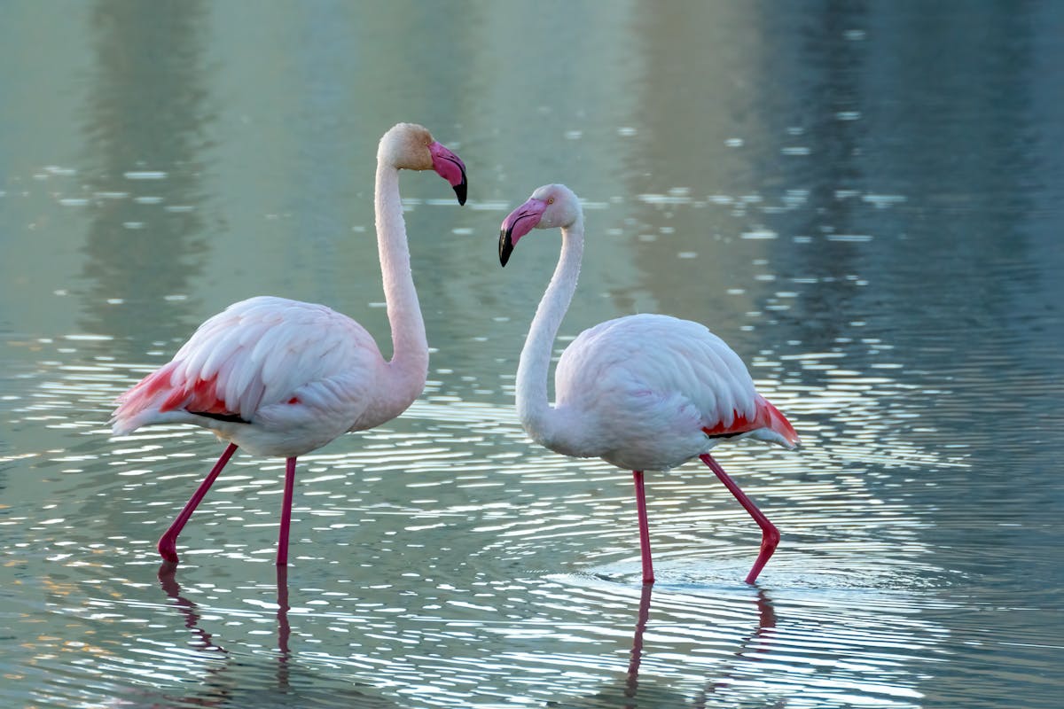 Flamingo Wallpaper Photos, Download The BEST Free Flamingo Wallpaper ...