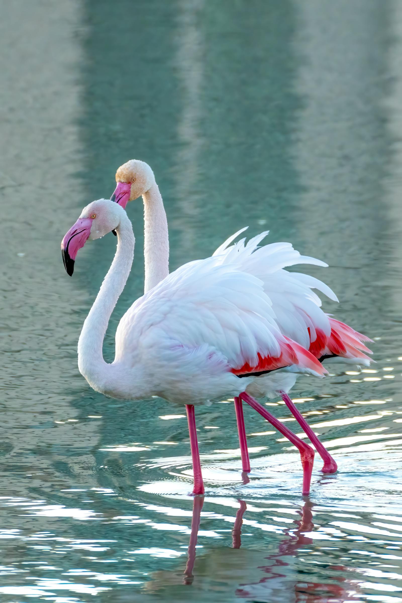 Flamingo Wallpaper Photos, Download The BEST Free Flamingo Wallpaper ...