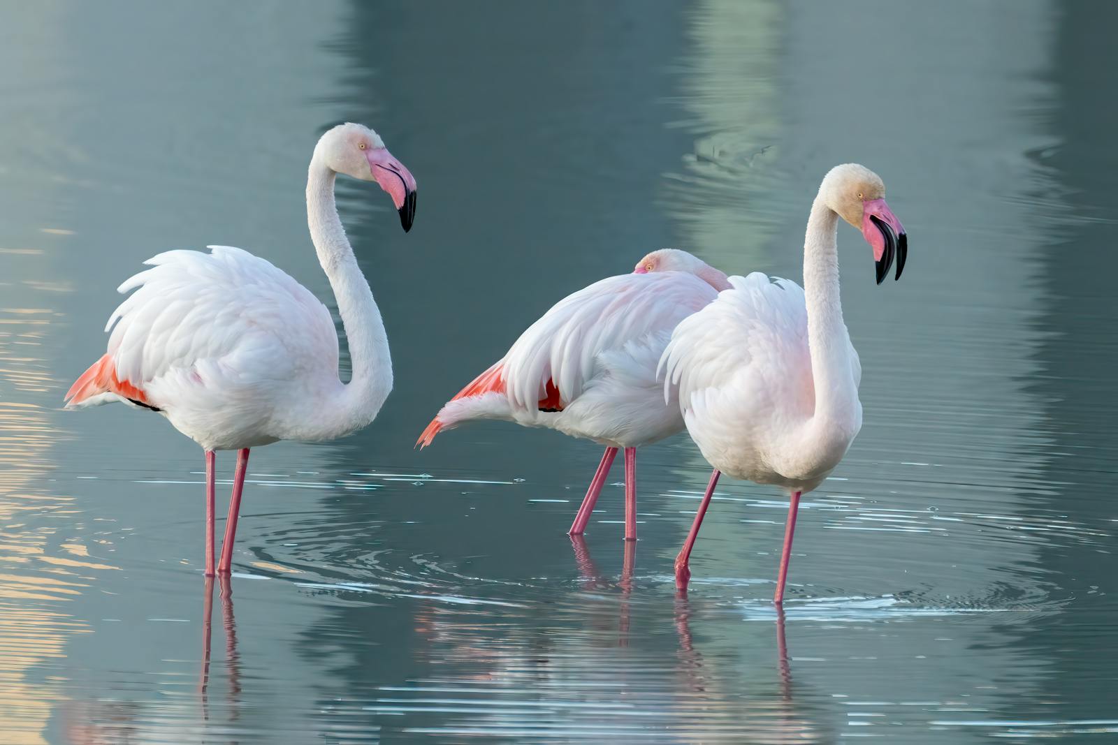 Flamingo Wallpaper Photos, Download The BEST Free Flamingo Wallpaper ...