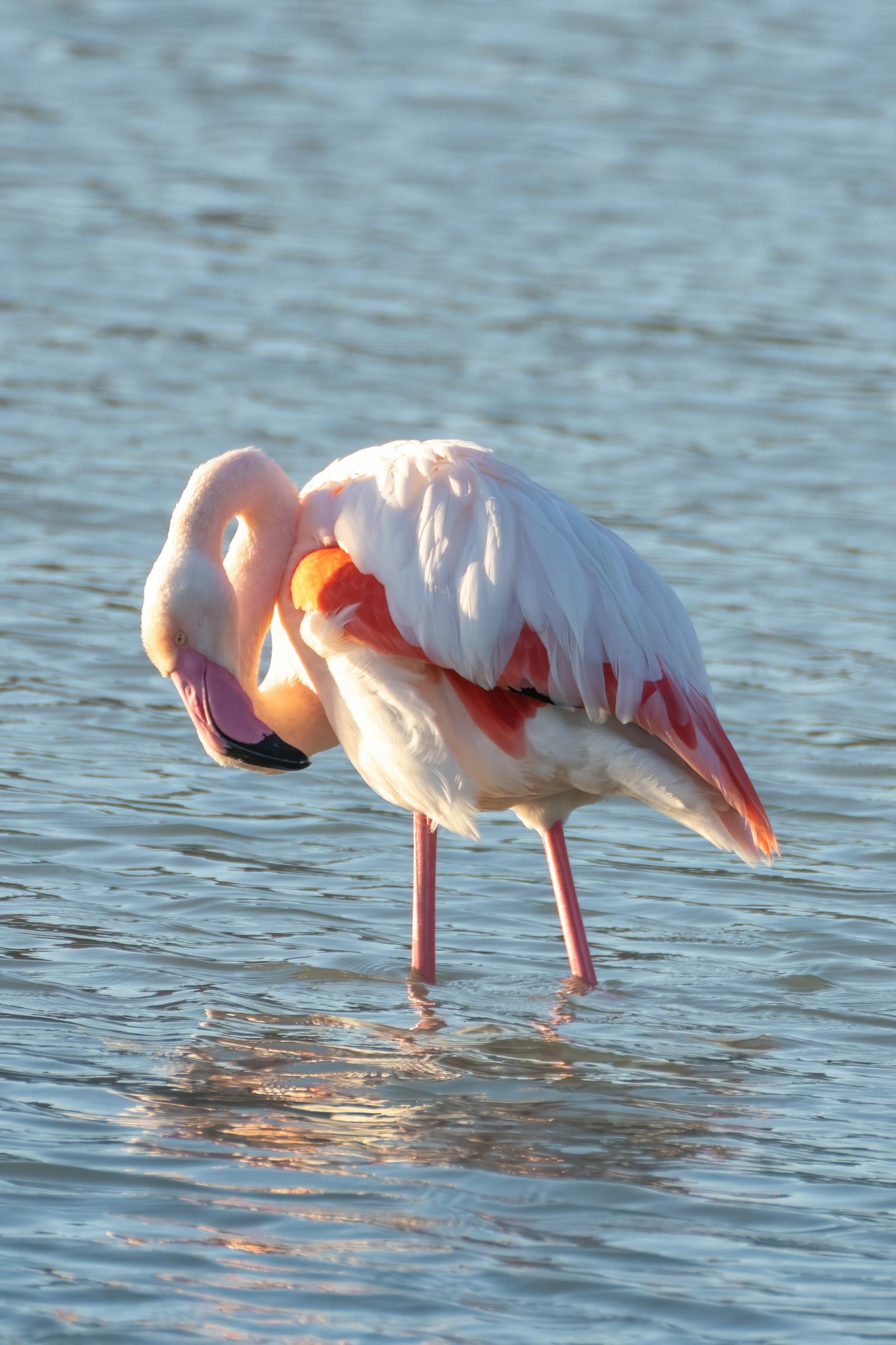 Flamingo Wallpaper Photos, Download The BEST Free Flamingo Wallpaper ...