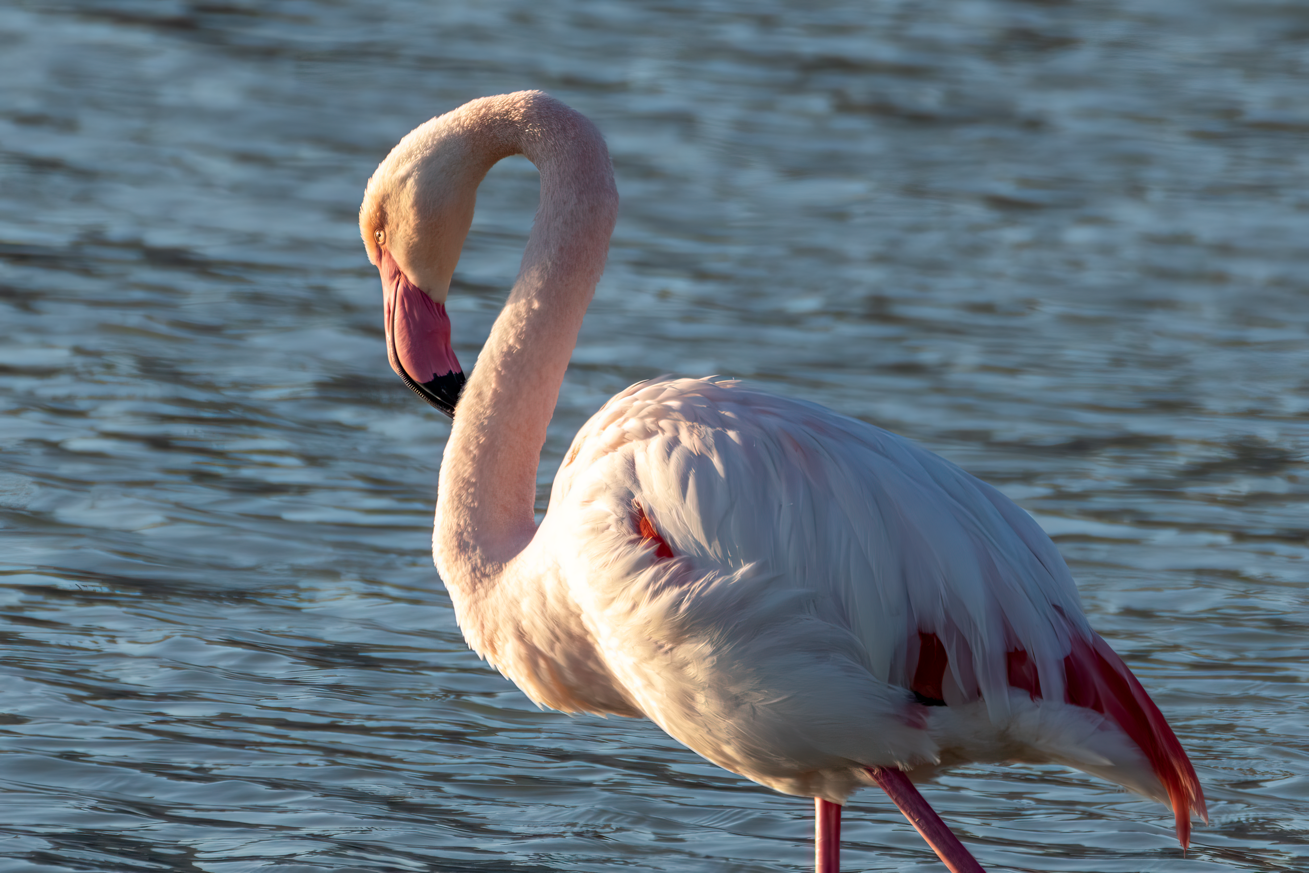 Birds Wallpaper Stock Photos, Download The BEST Free Birds Wallpaper ...