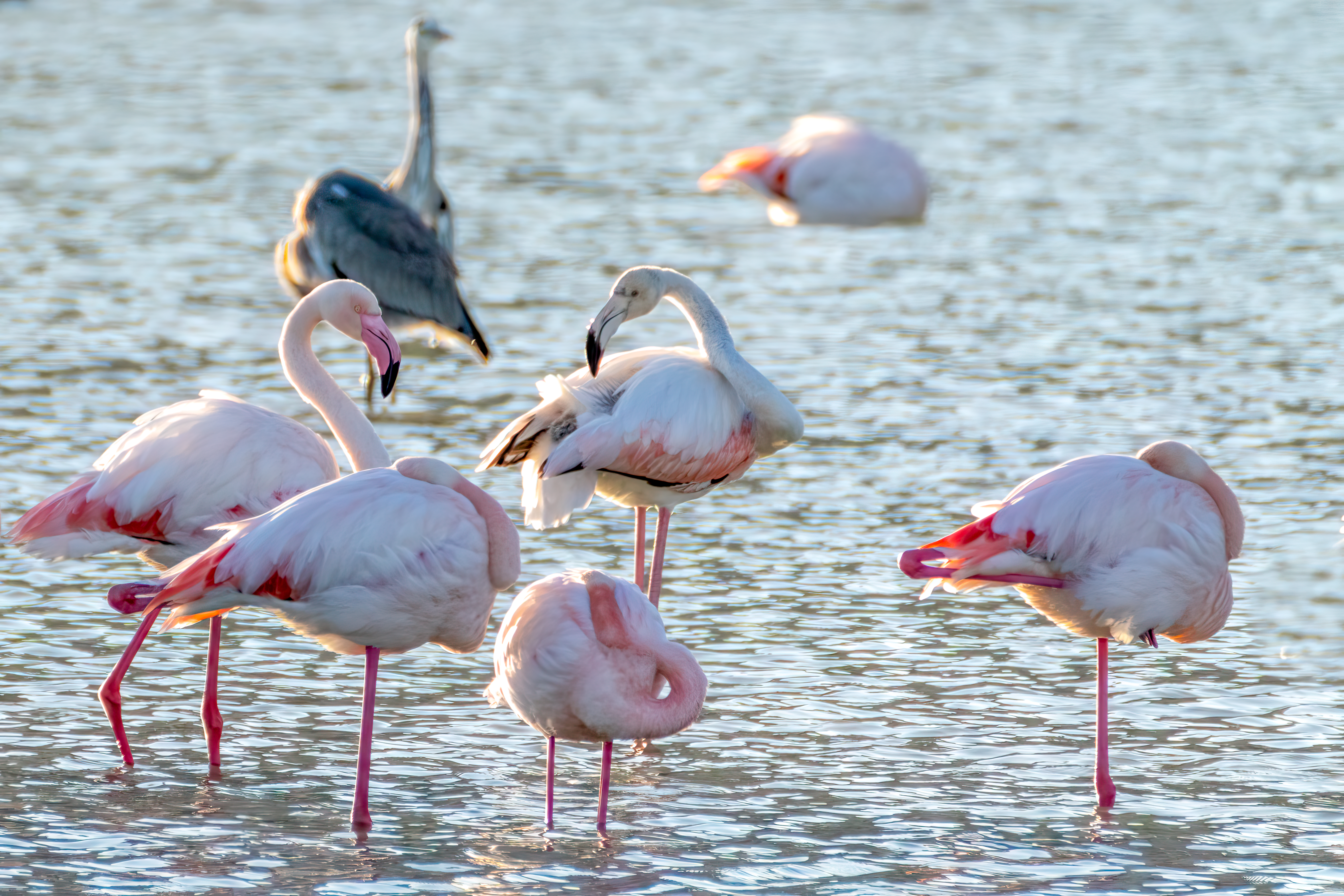 Greater Flamingos Wading in Calpe Waters · Free Stock Photo