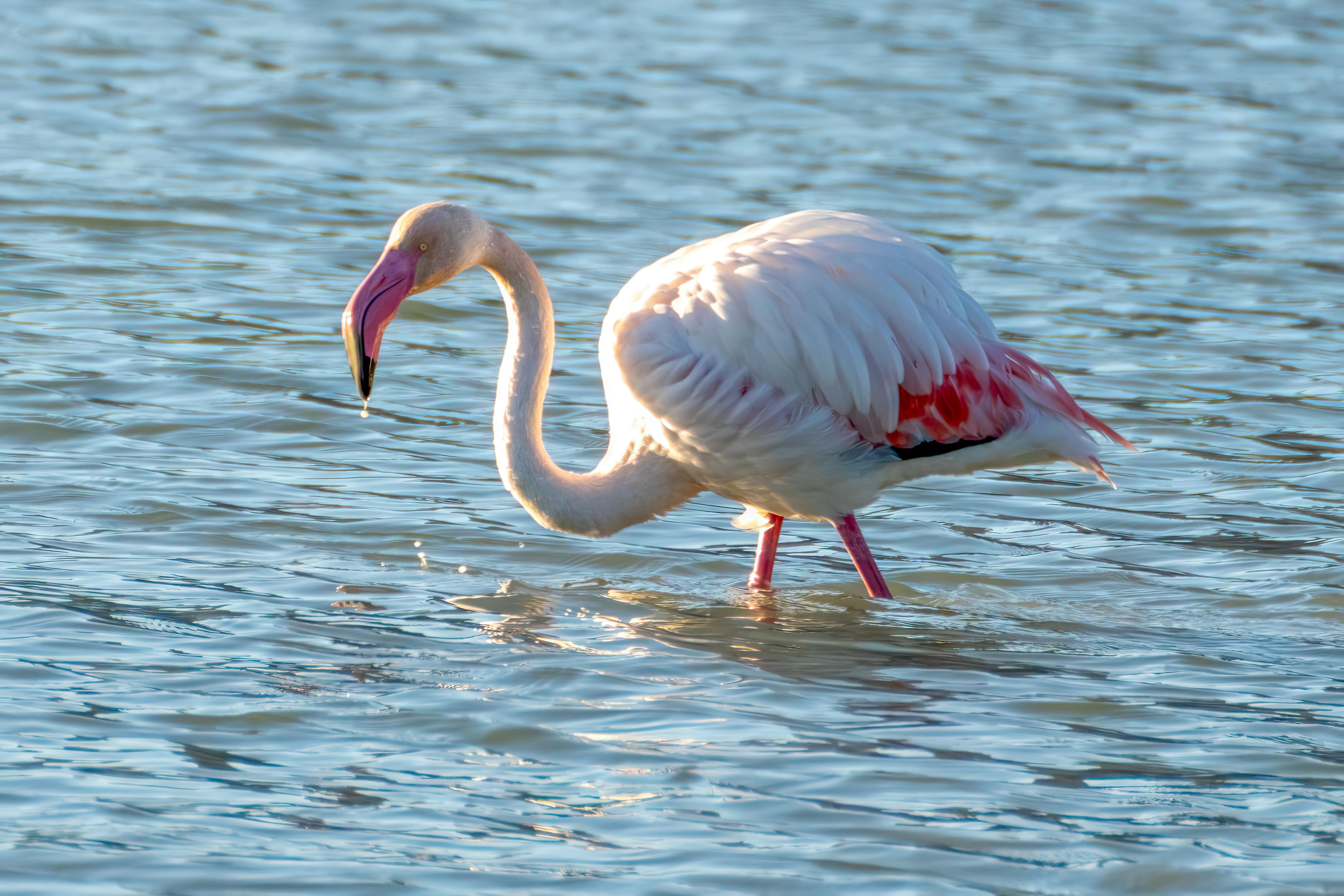 Greater Flamingo in Calpe Waters · Free Stock Photo