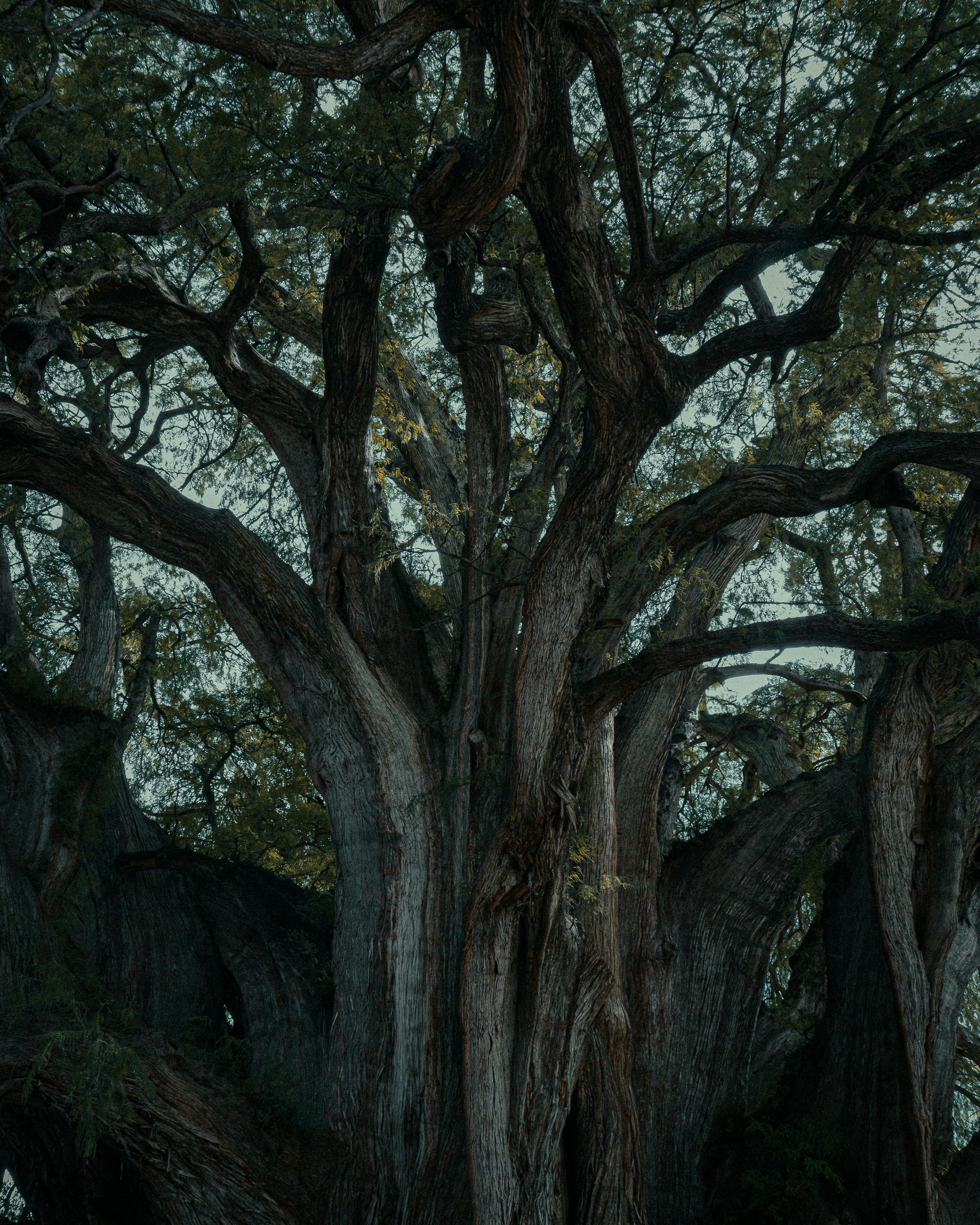 Imposing Ahuehuete Tree in Oaxaca, Mexico · Free Stock Photo