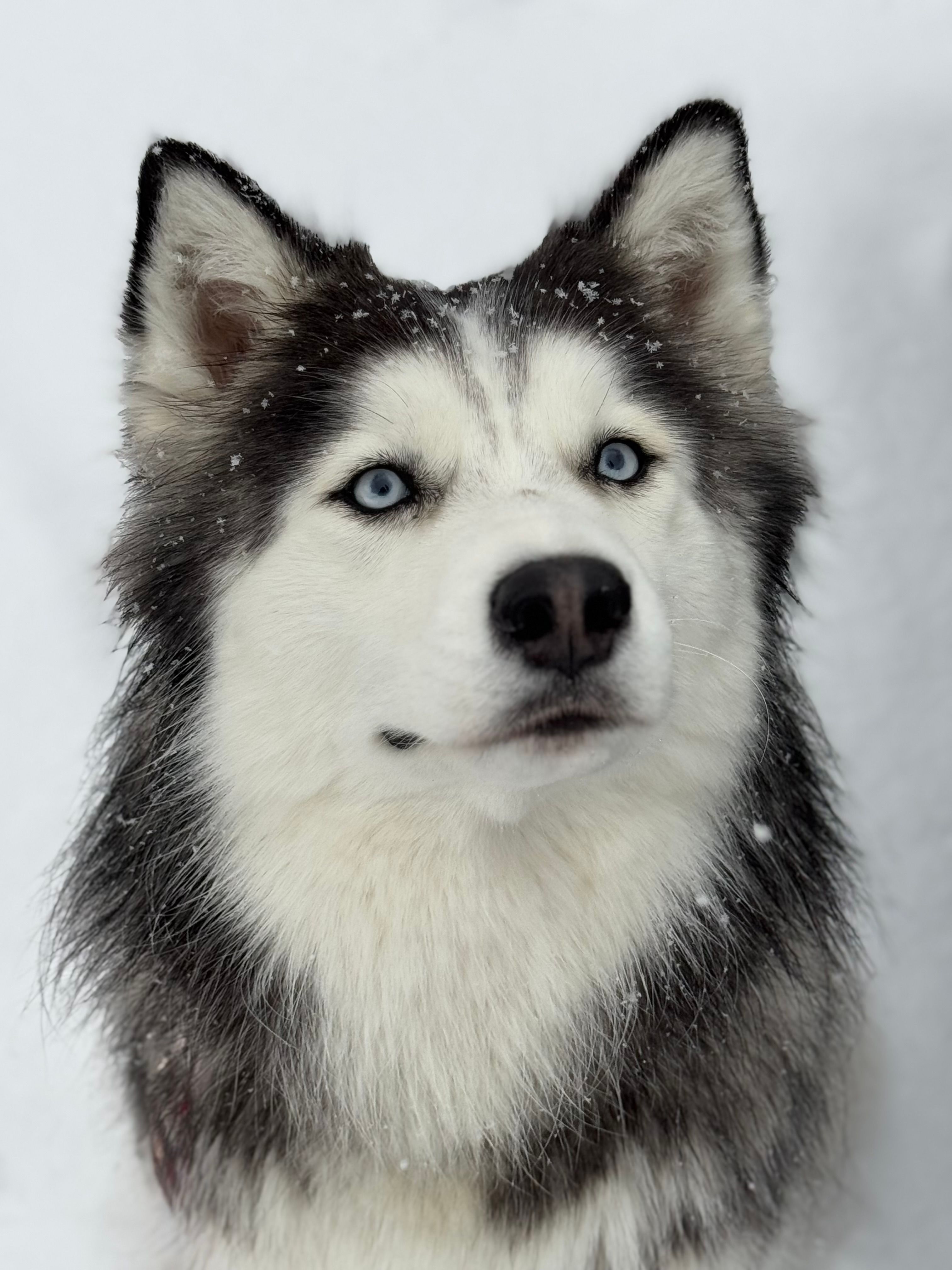 Majestic Siberian Husky in Snowy Winter Scene · Free Stock Photo