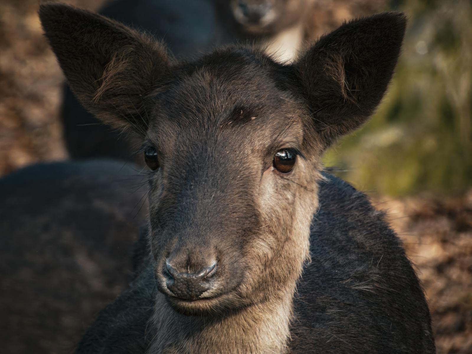 Deer. Photos, Download The BEST Free Deer. Stock Photos & HD Images