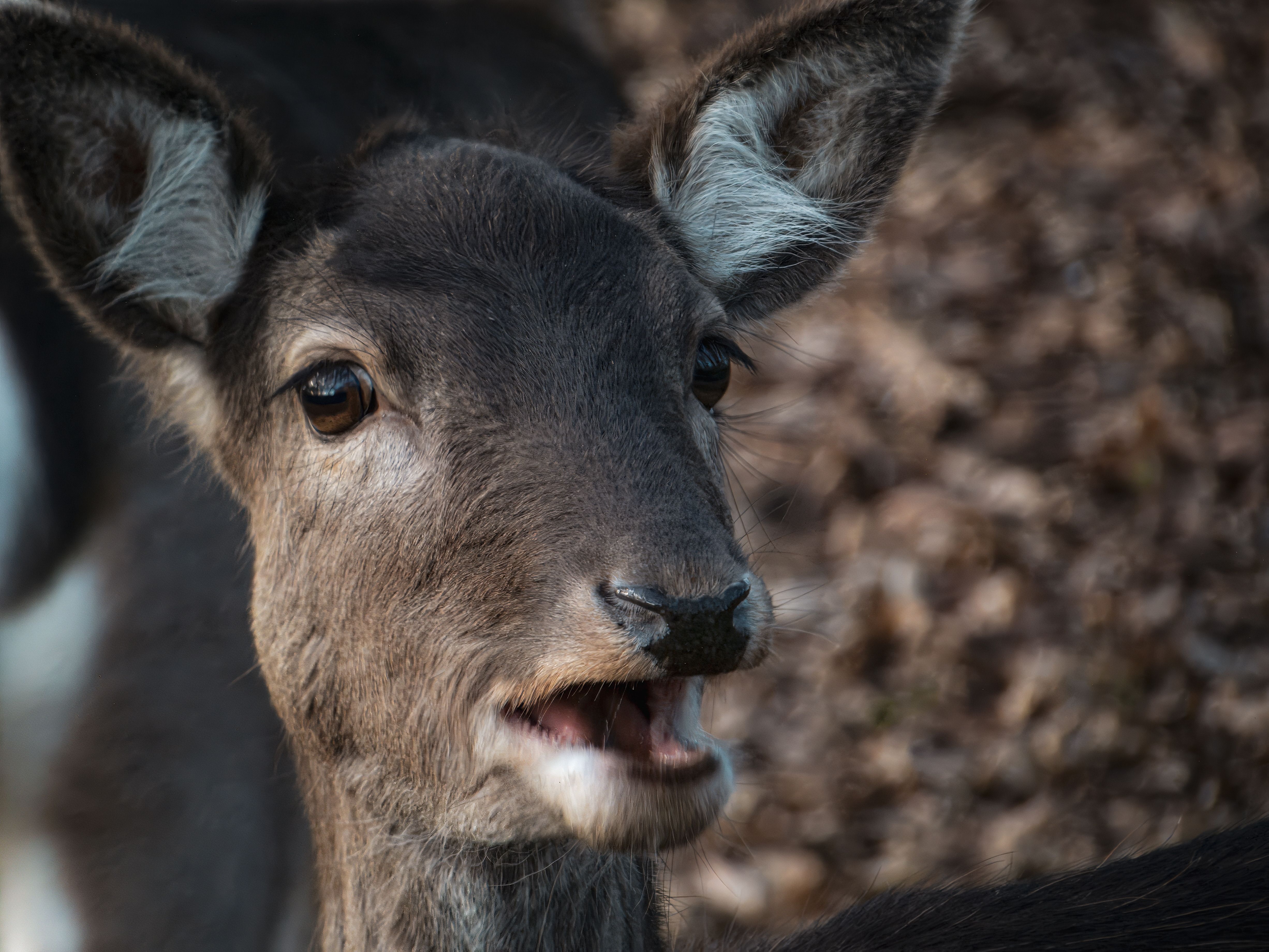 Close-up of a Curious Deer in Autumn Forest · Free Stock Photo