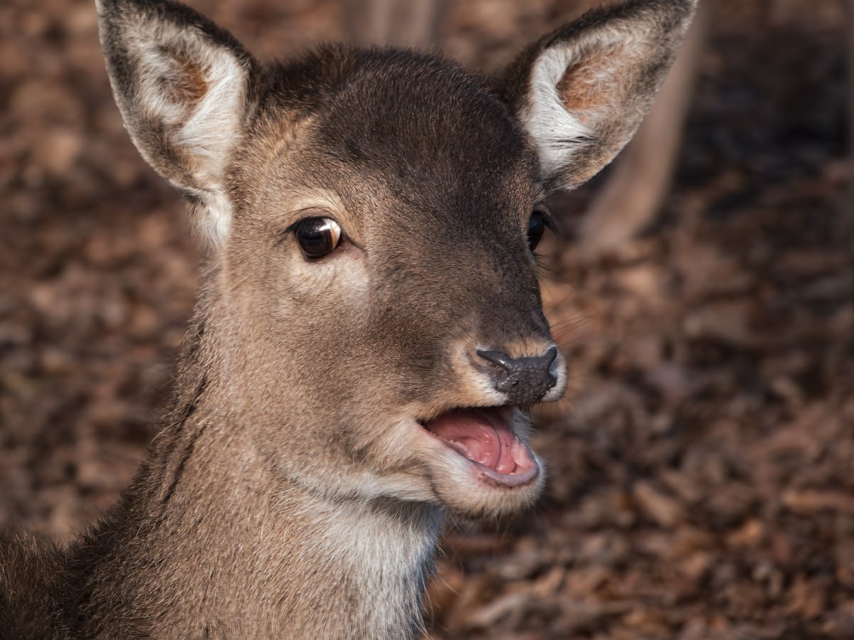 Deer. Photos, Download The BEST Free Deer. Stock Photos & HD Images