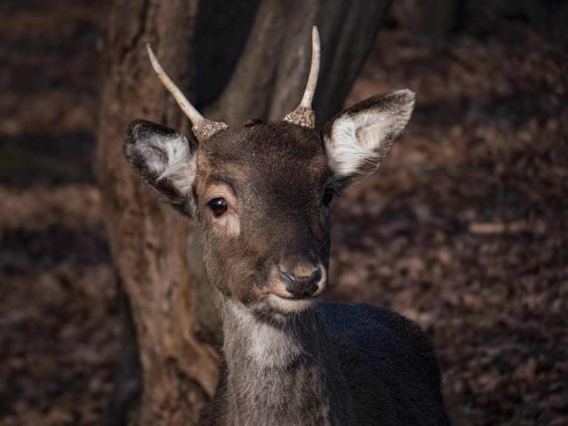 Deer. Photos, Download The BEST Free Deer. Stock Photos & HD Images