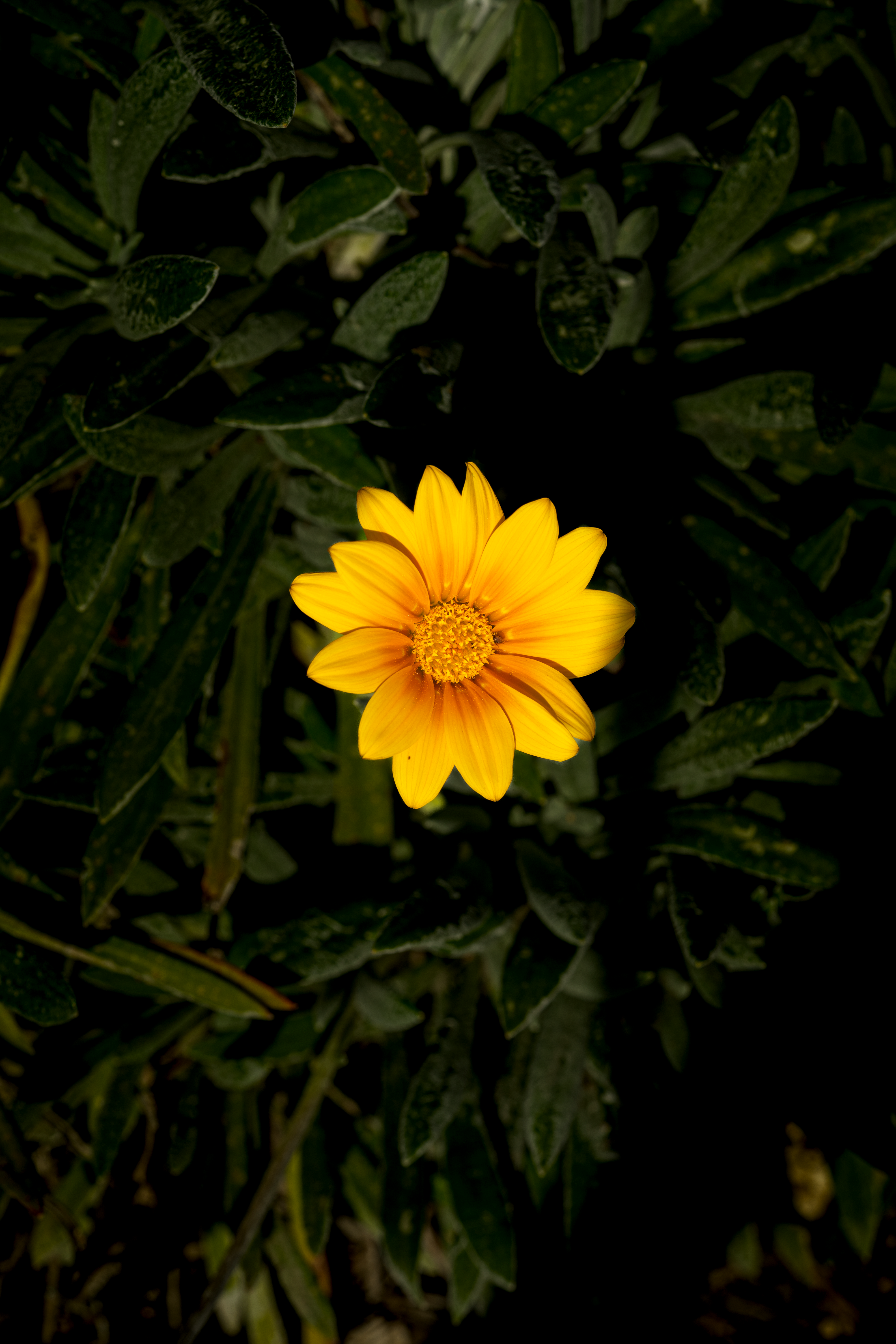 Gazanian Daisy Photos, Download The BEST Free Gazanian Daisy Stock ...