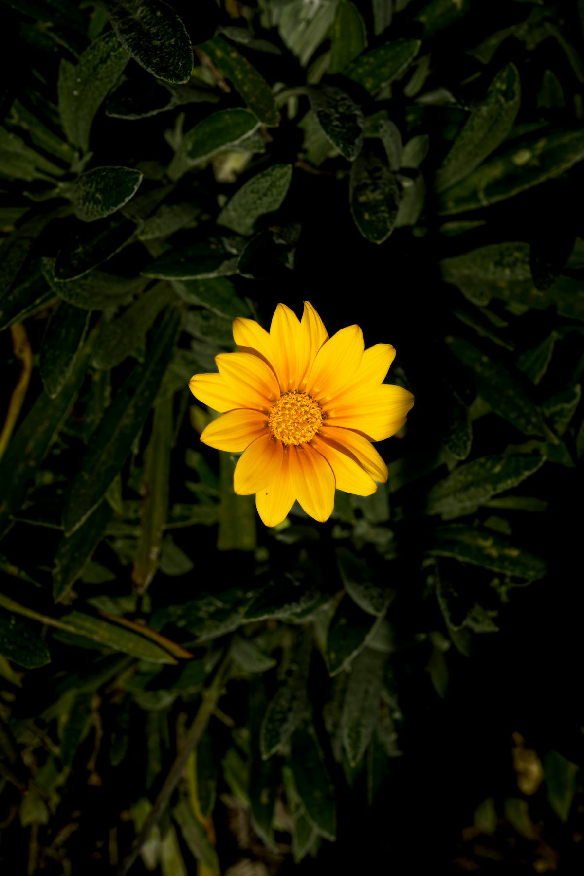 Flower Bg Photos, Download The BEST Free Flower Bg Stock Photos & HD Images