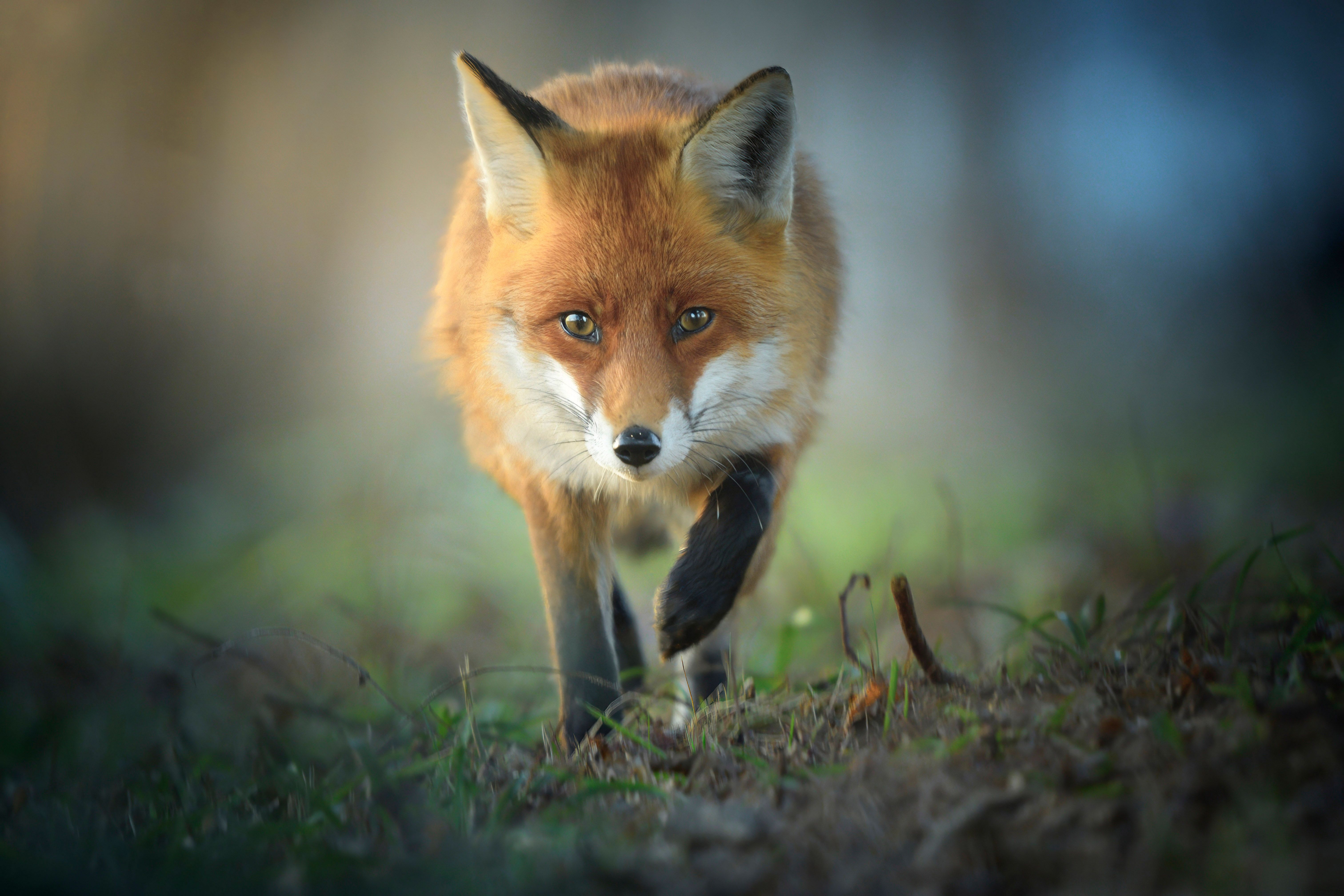 Renard Roux Dans La Nature · Photo gratuite
