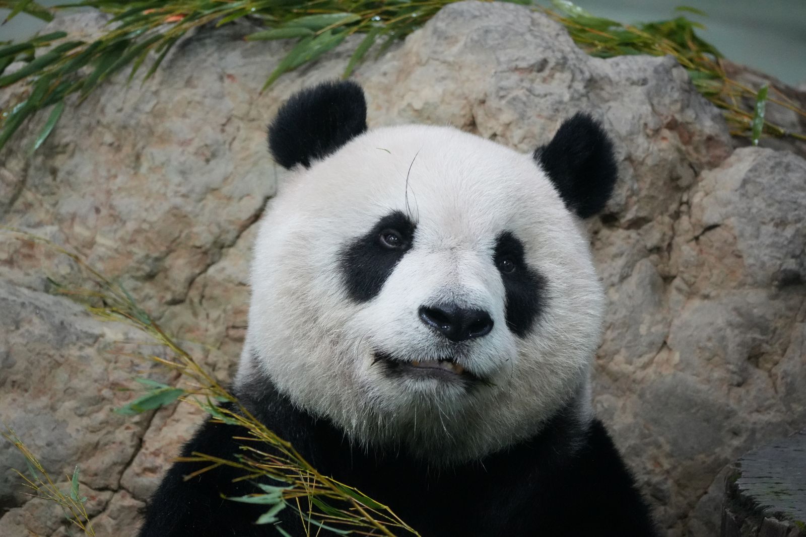 Giant Panda Photos, Download The BEST Free Giant Panda Stock Photos ...