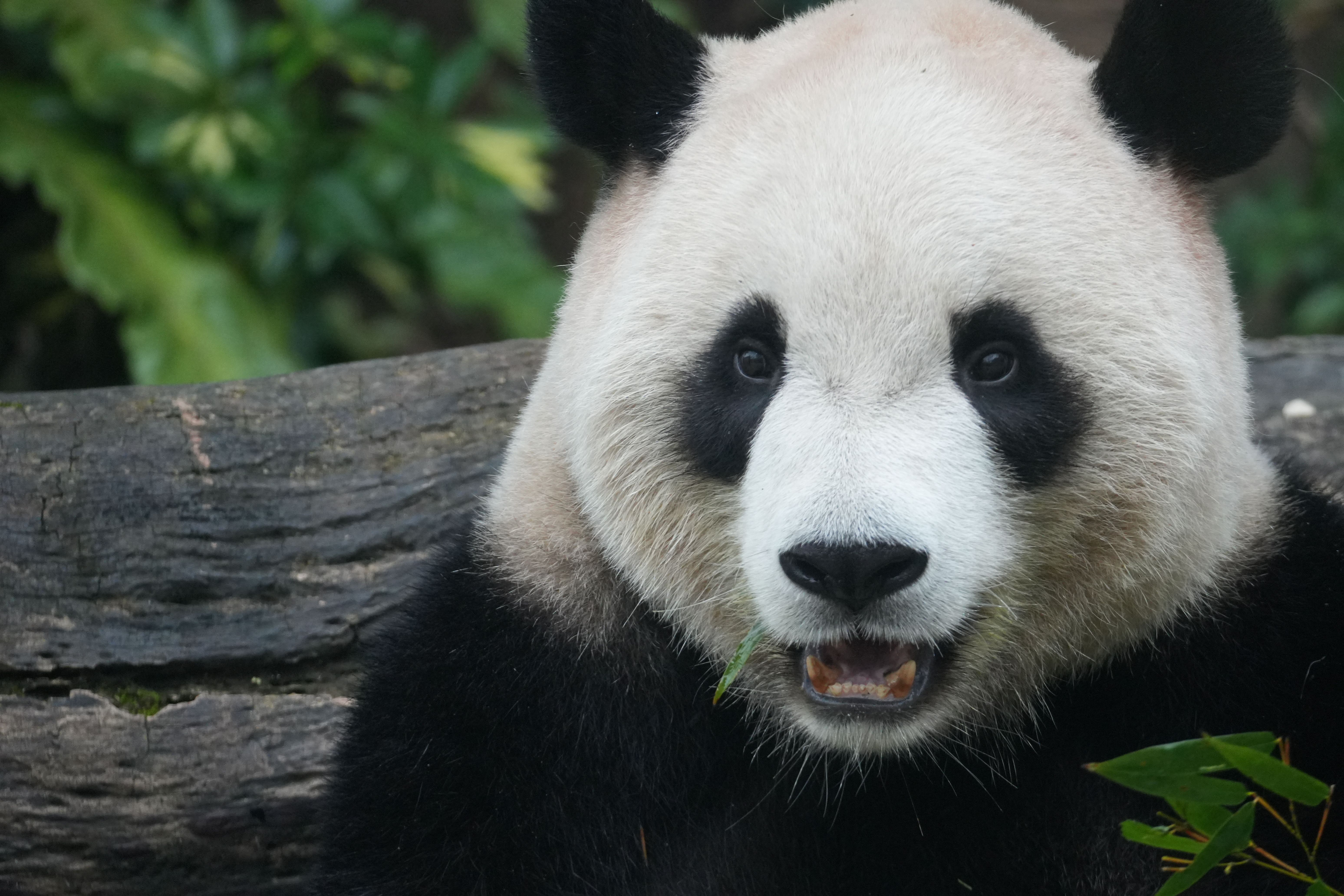 Close-Up of a Giant Panda in Taipei Zoo · Free Stock Photo