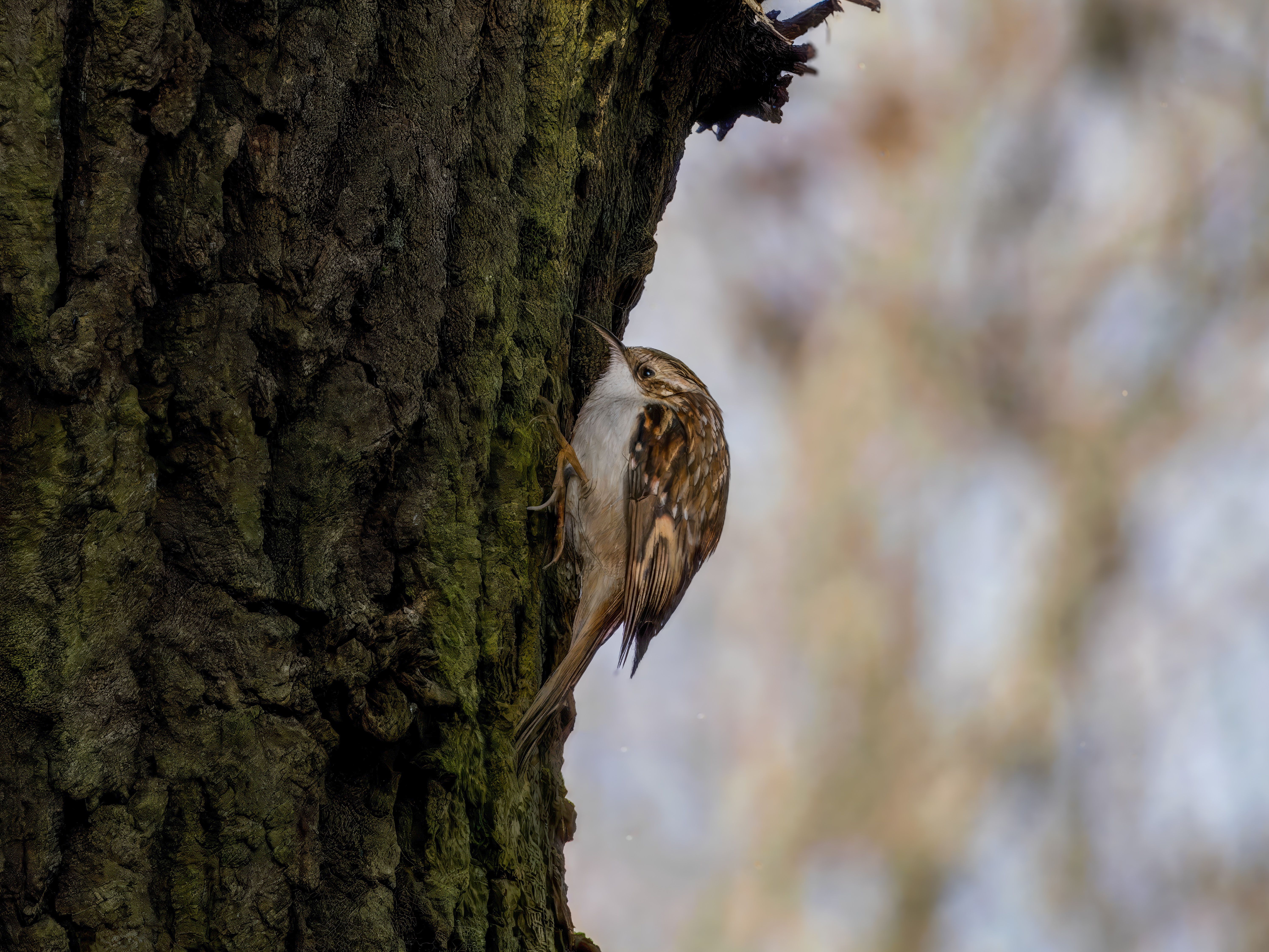 Treecreeper Bird Climbing Bark in Spring Forest · Free Stock Photo