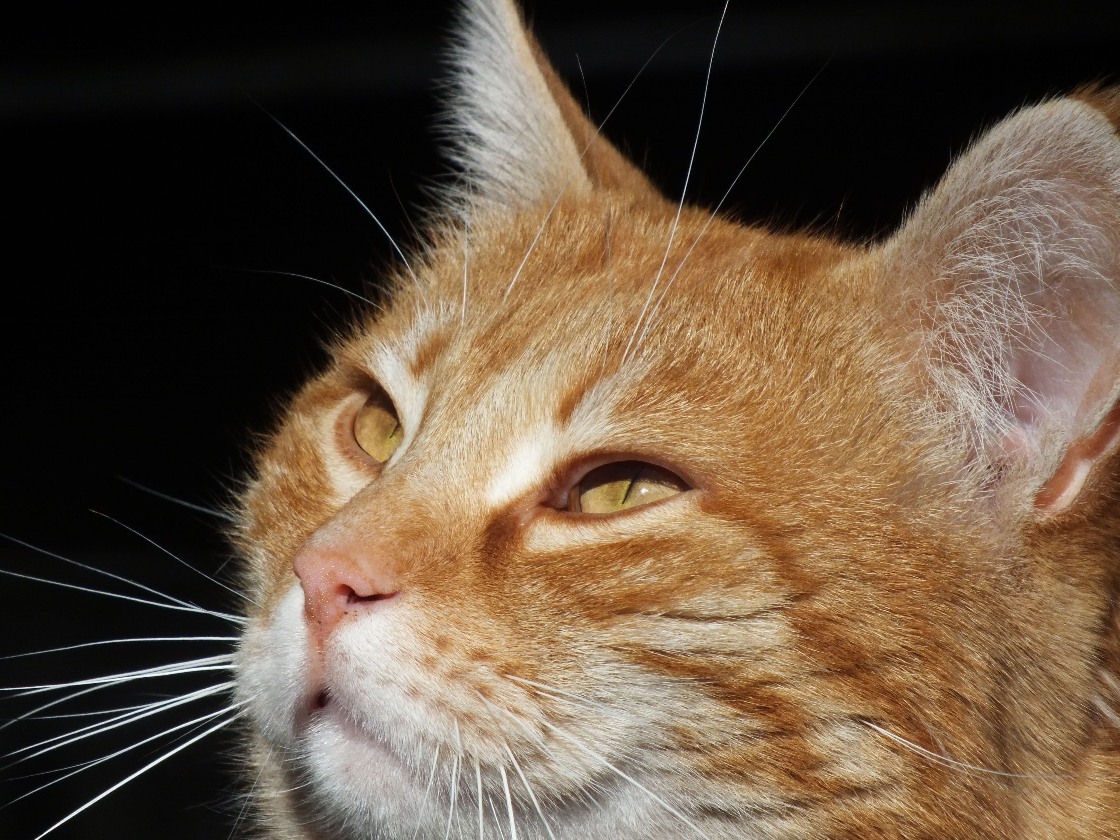 Close-up Portrait of a Ginger Domestic Cat · Free Stock Photo