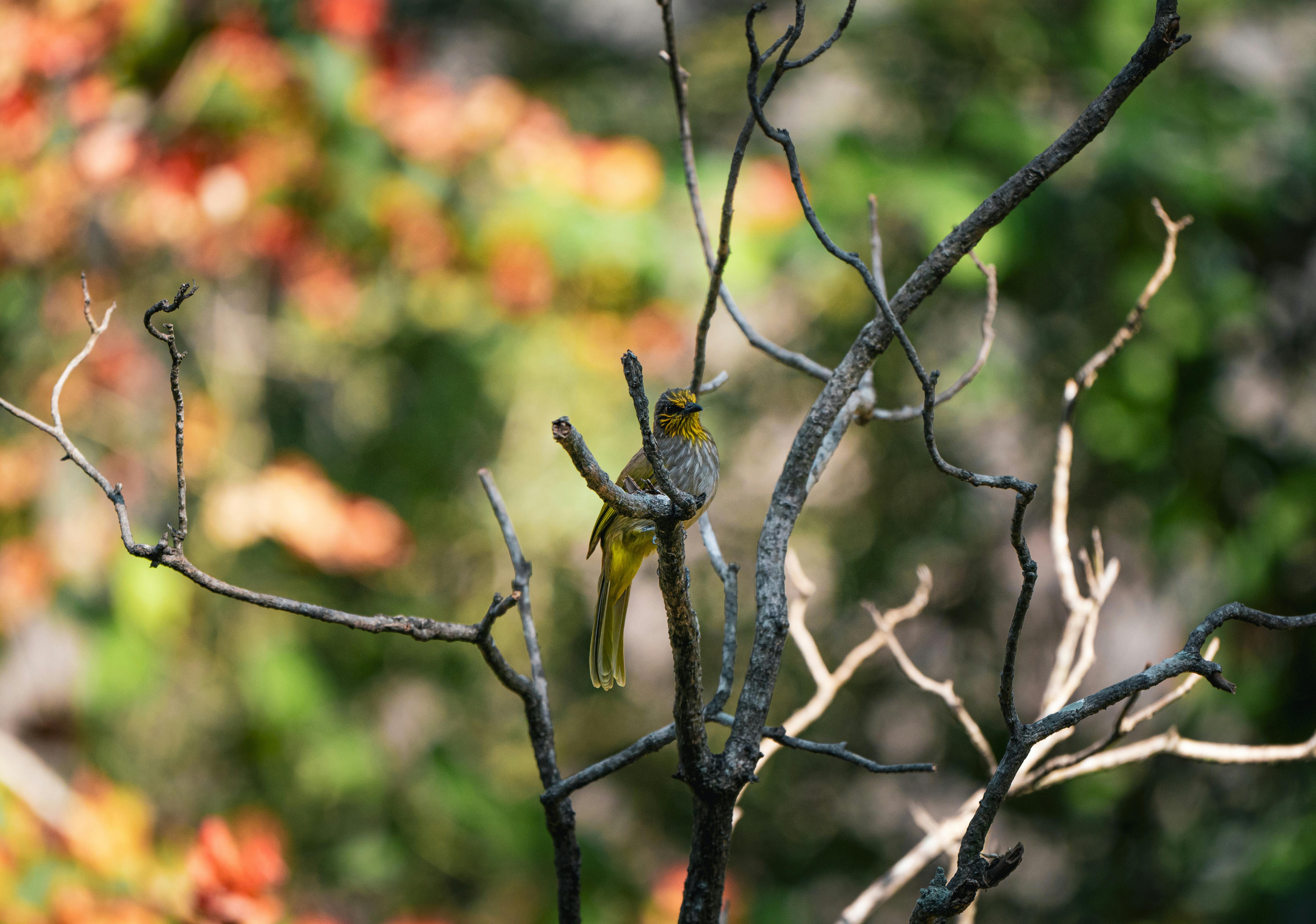 Free Photos Of Castor Bean Trees Photos, Download The BEST Free Free ...