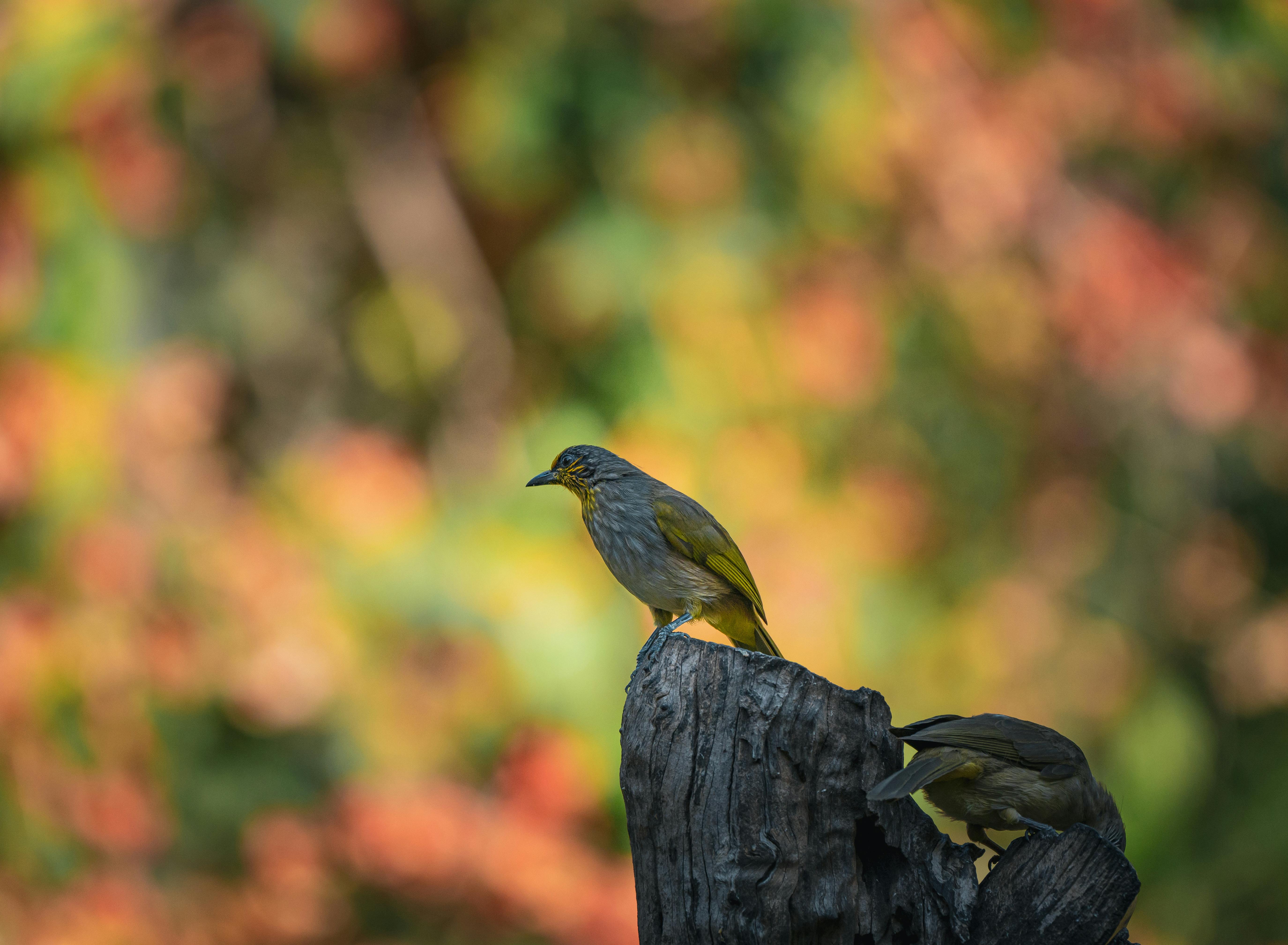 Colorful Asian Bird Perched in Thailand's Jungle · Free Stock Photo