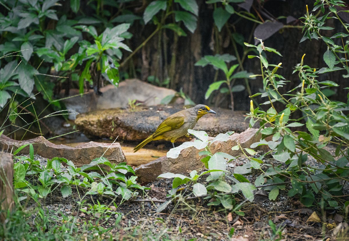 Free Picture Of Elmo The Muppet Photos, Download The BEST Free Free ...