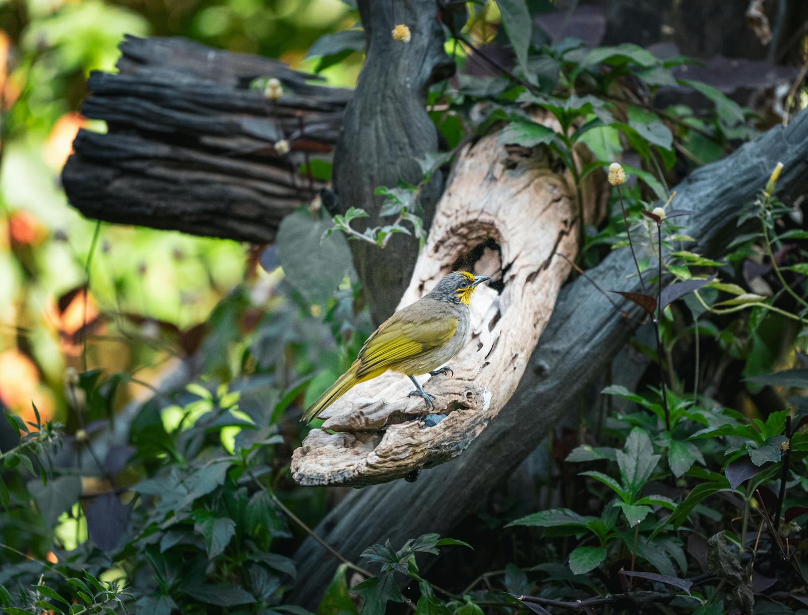 Free Picture Of Elmo Photos, Download The BEST Free Free Picture Of ...