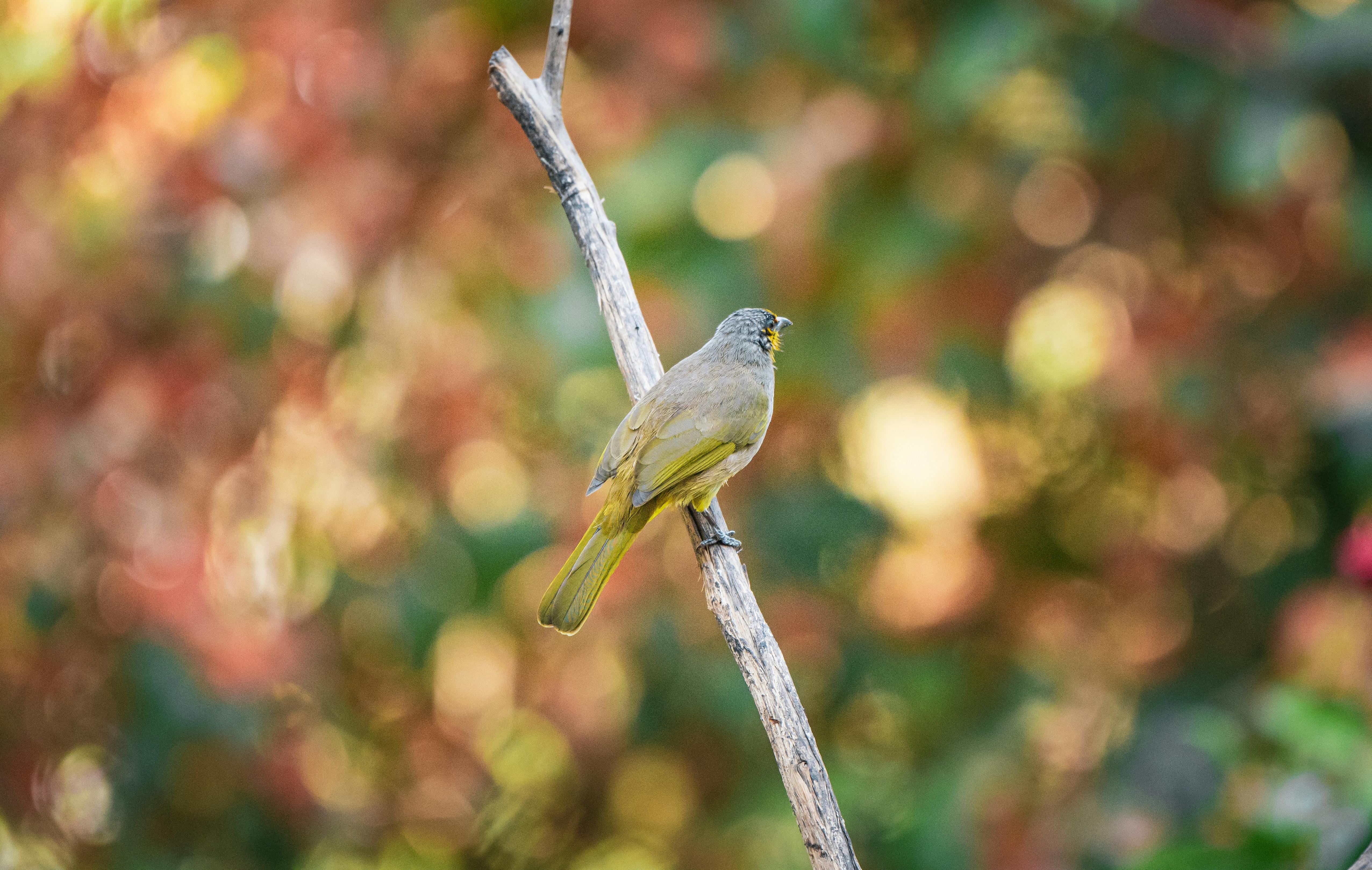 Beautiful Asian Bird in Thai Jungle Setting · Free Stock Photo