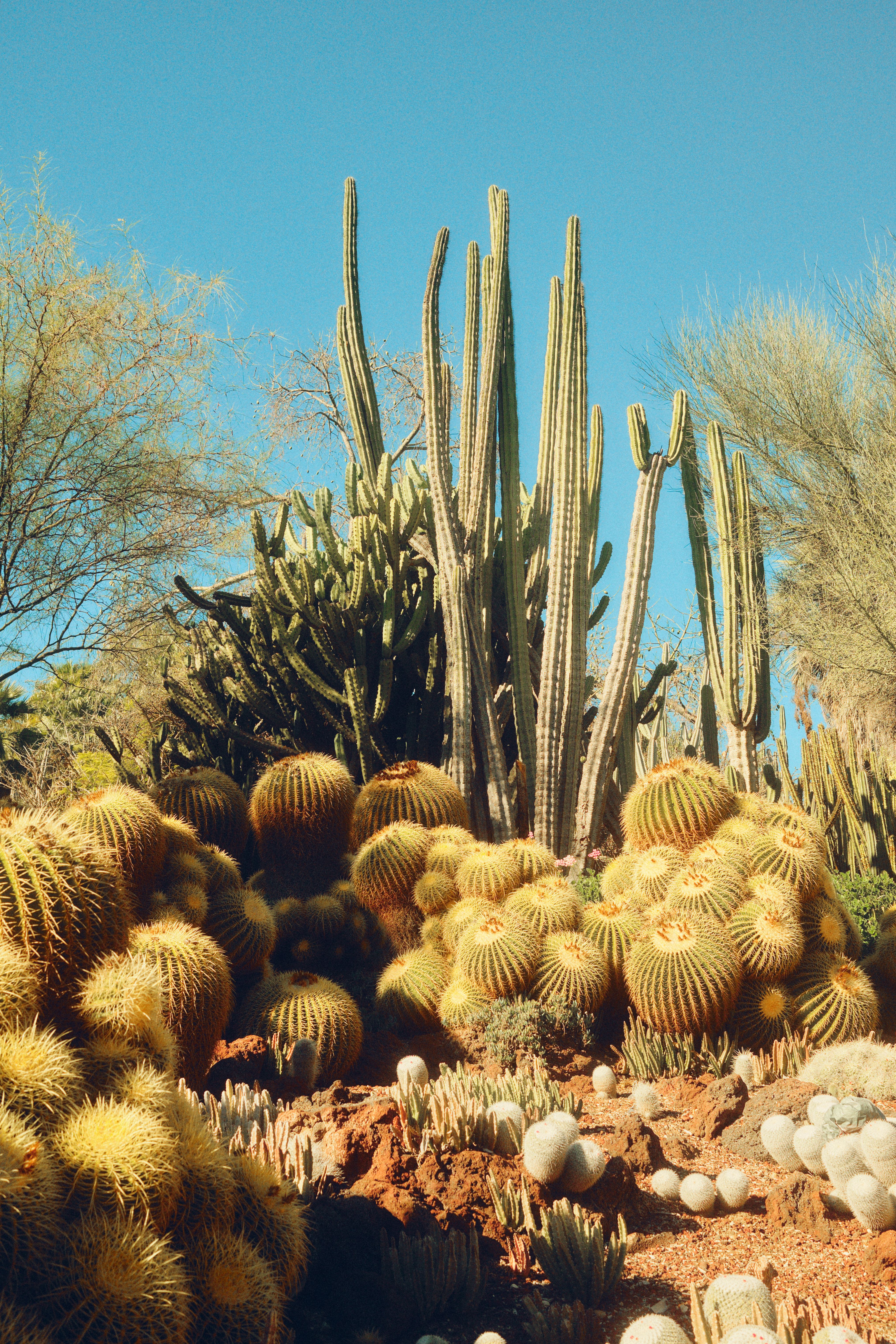 Desert And Cacti Photos, Download The BEST Free Desert And Cacti Stock ...