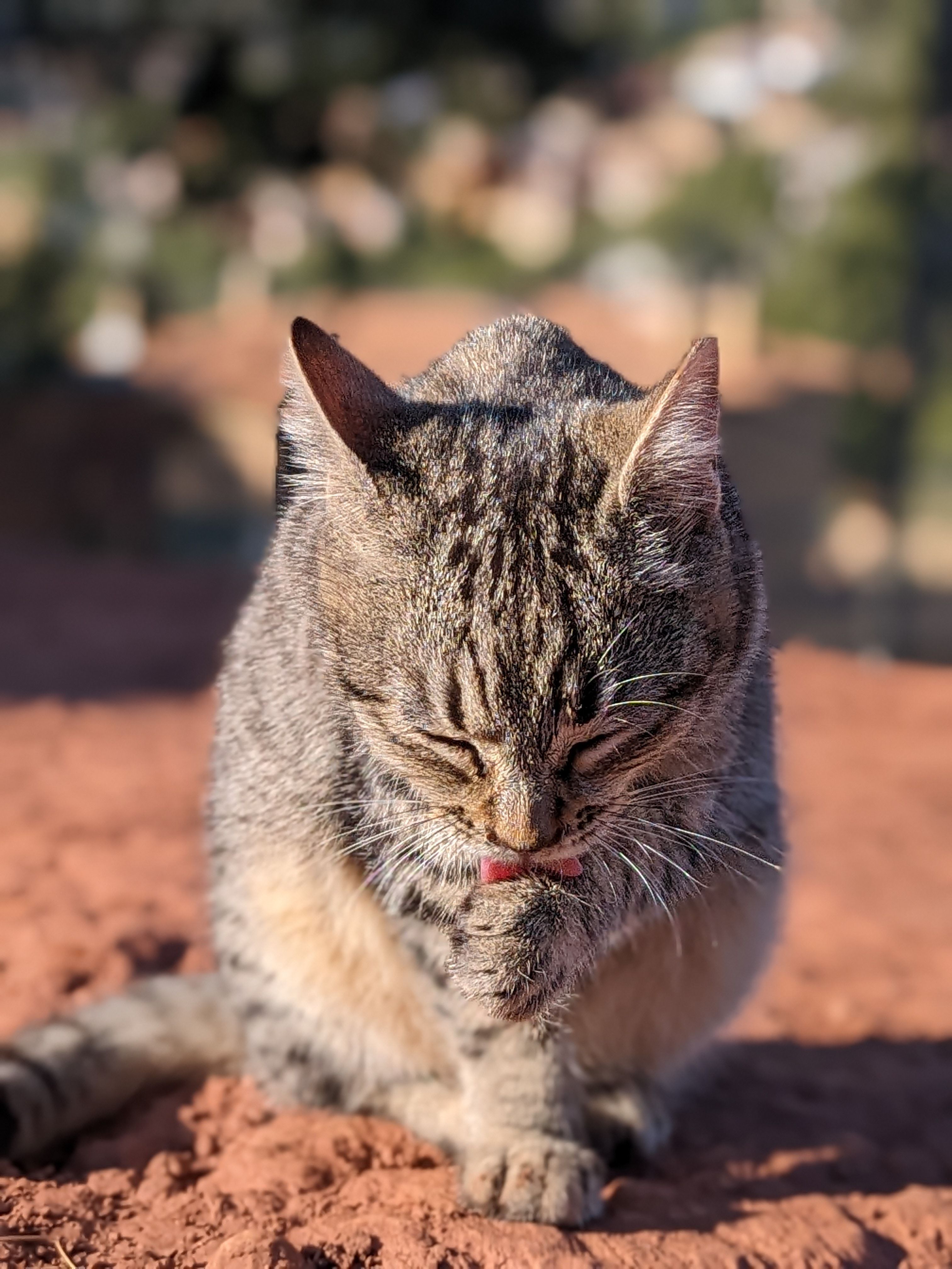 Serene Tabby Cat Grooming in Sunlit Outdoors · Free Stock Photo