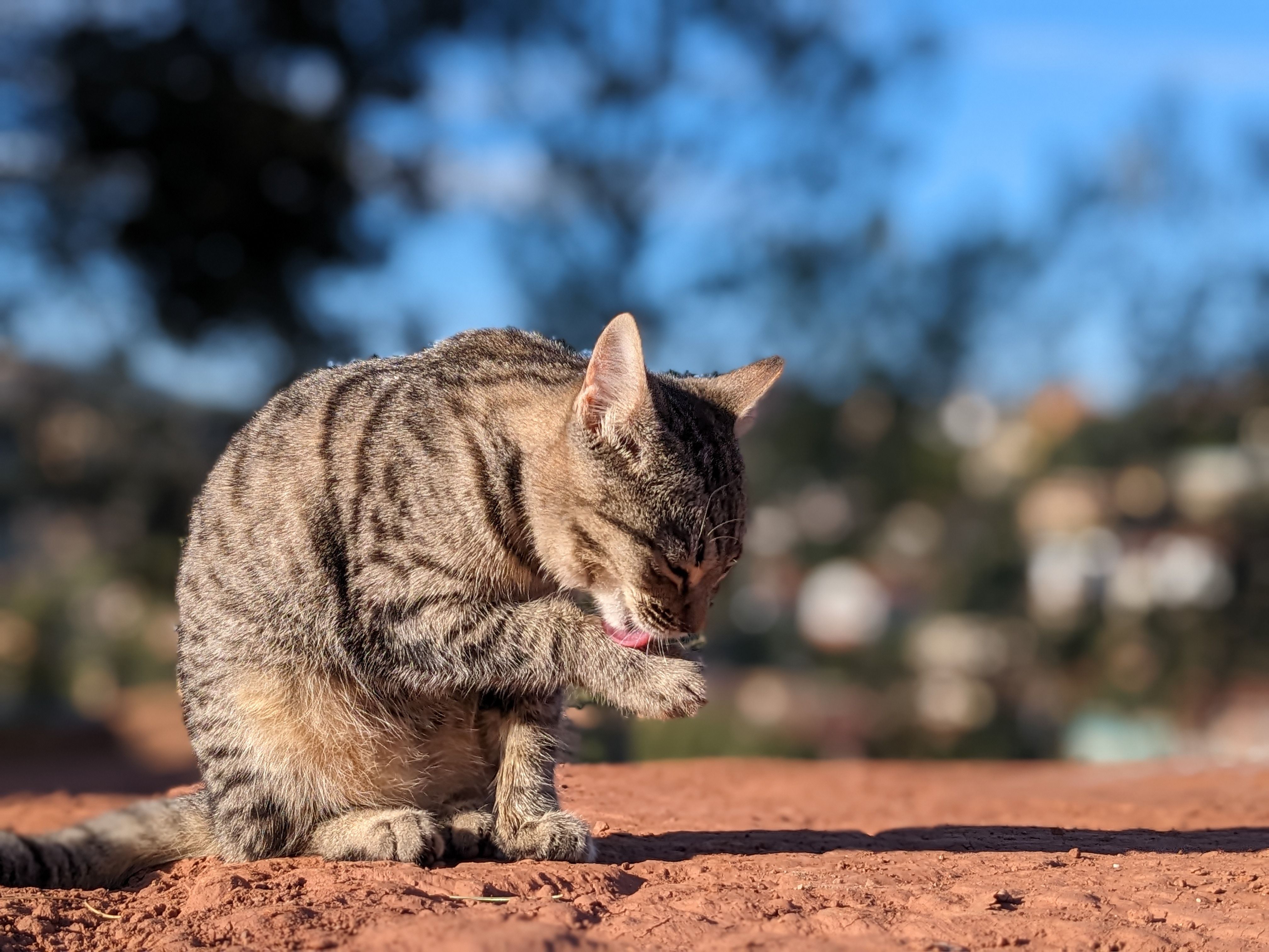 Tabby Cat Grooming Outdoors on Sunny Day · Free Stock Photo
