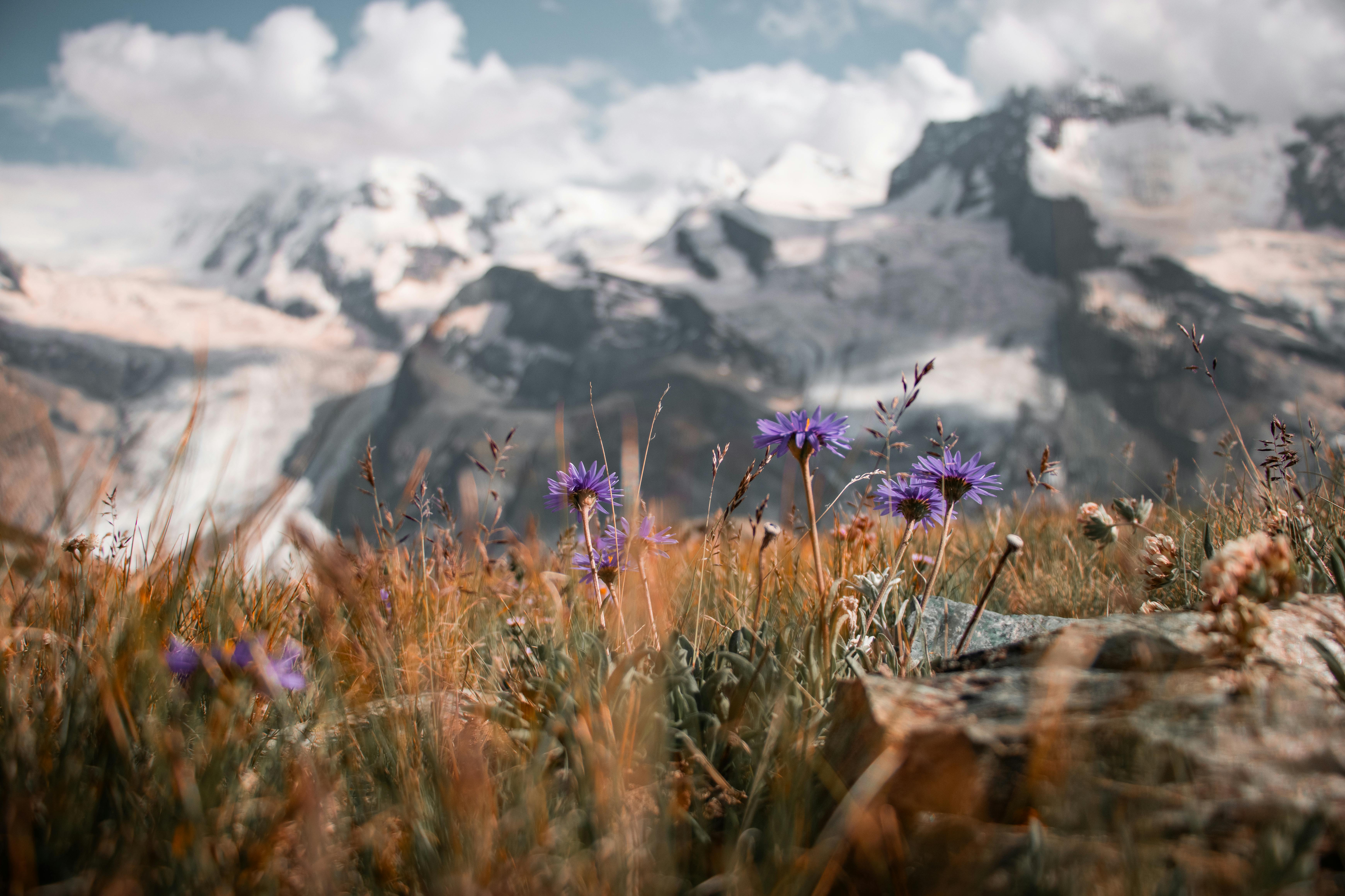 Purple Mountain Flowers in Swiss Alps Landscape · Free Stock Photo