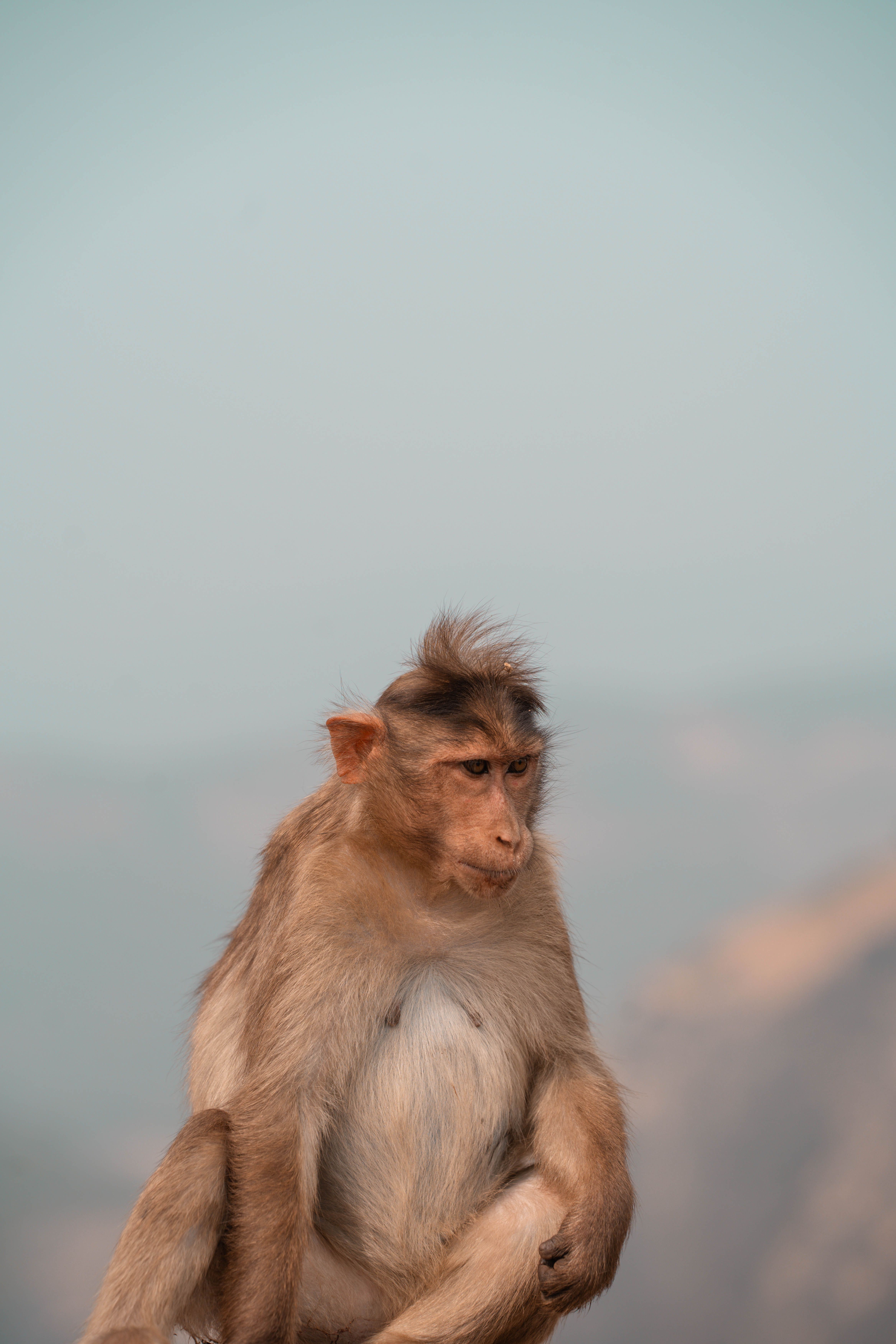 Close-up of a Rhesus Macaque in Natural Habitat · Free Stock Photo