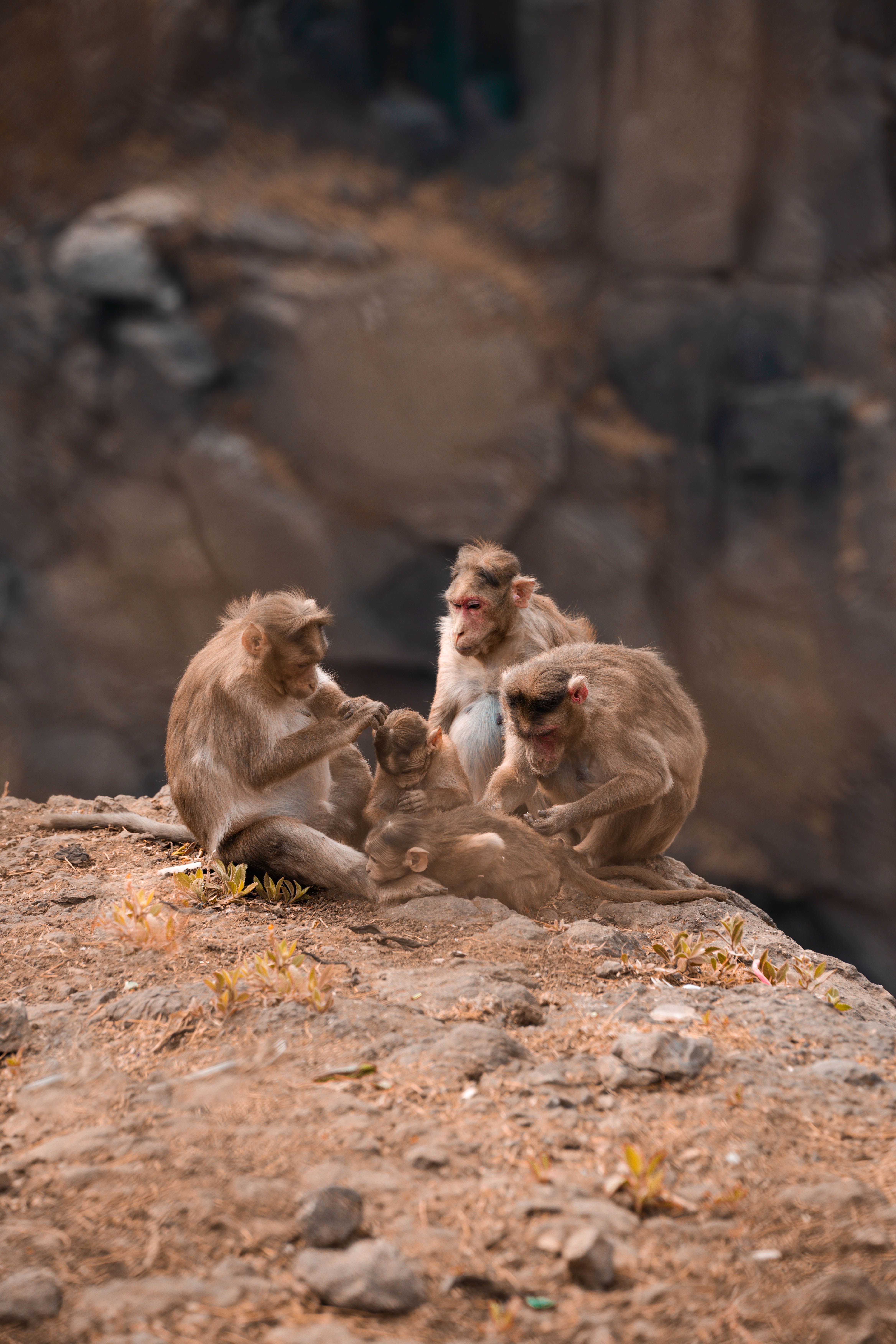 Group of Rhesus Monkeys on Rocky Outcrop · Free Stock Photo