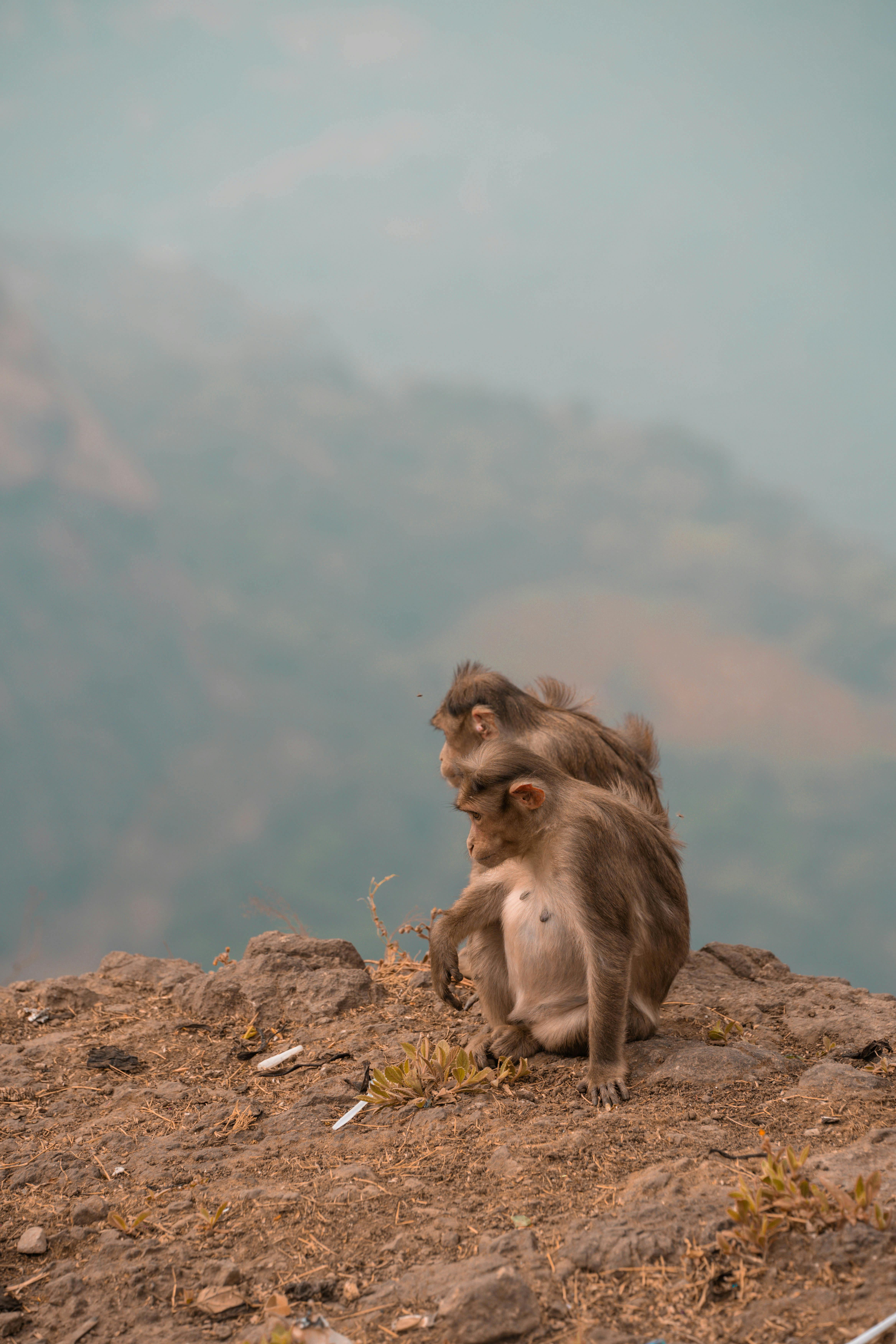 Pair of Monkeys on Mountain Cliff · Free Stock Photo