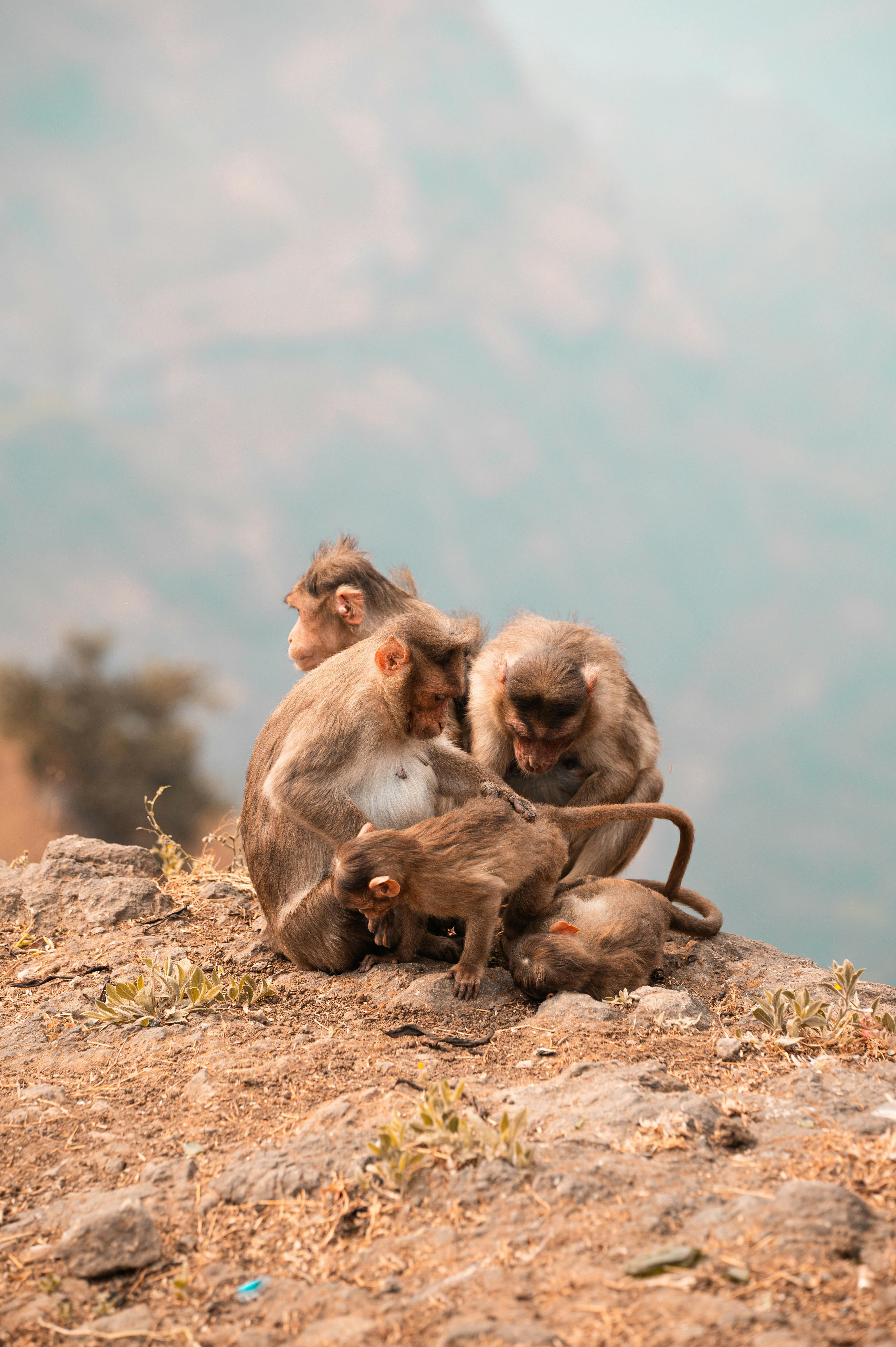 Familia De Macacos Rhesus En Su Hábitat Natural · Foto de stock gratuita