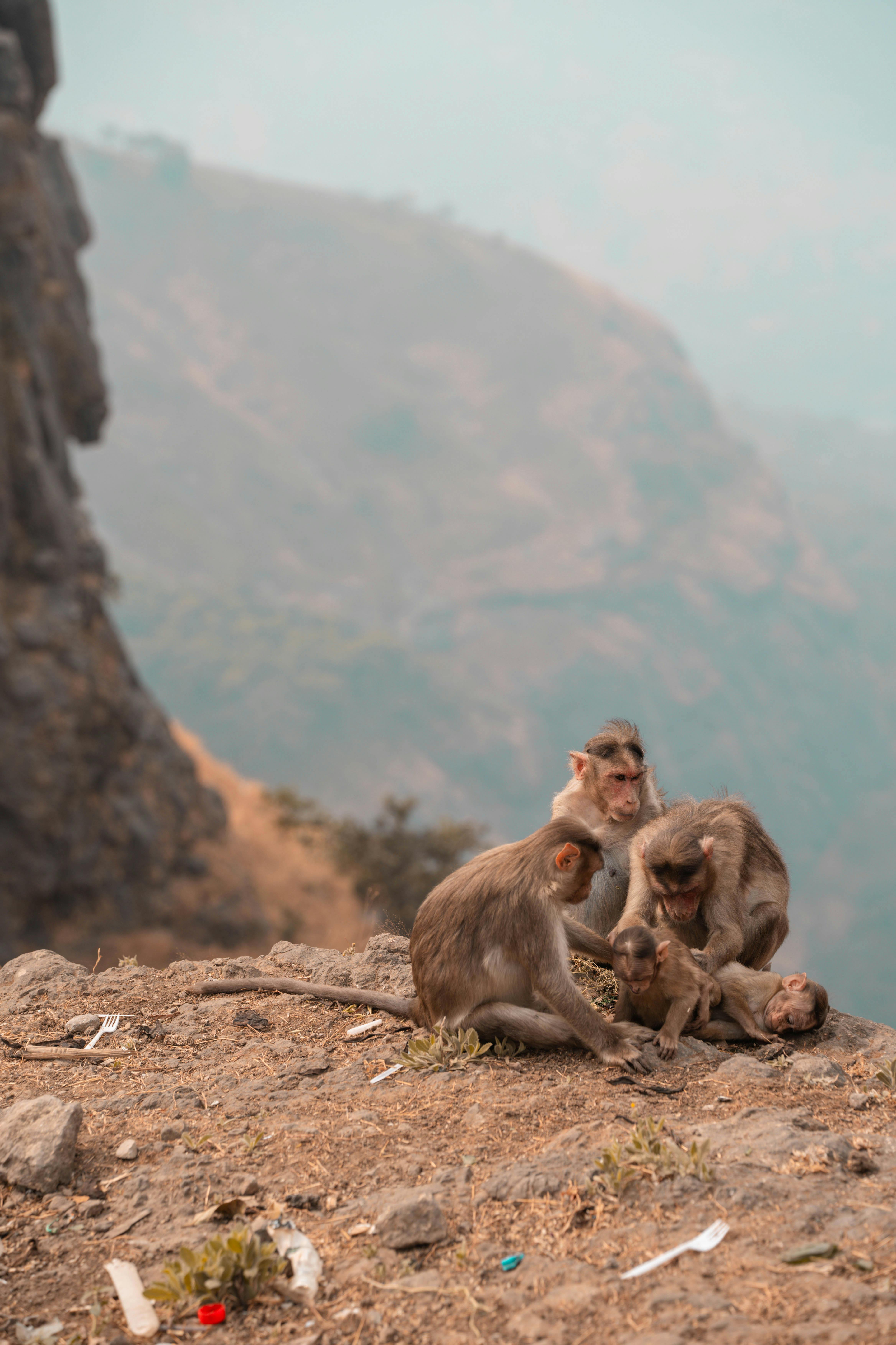 Family of Monkey Macaques on Rocky Cliff in Nature · Free Stock Photo