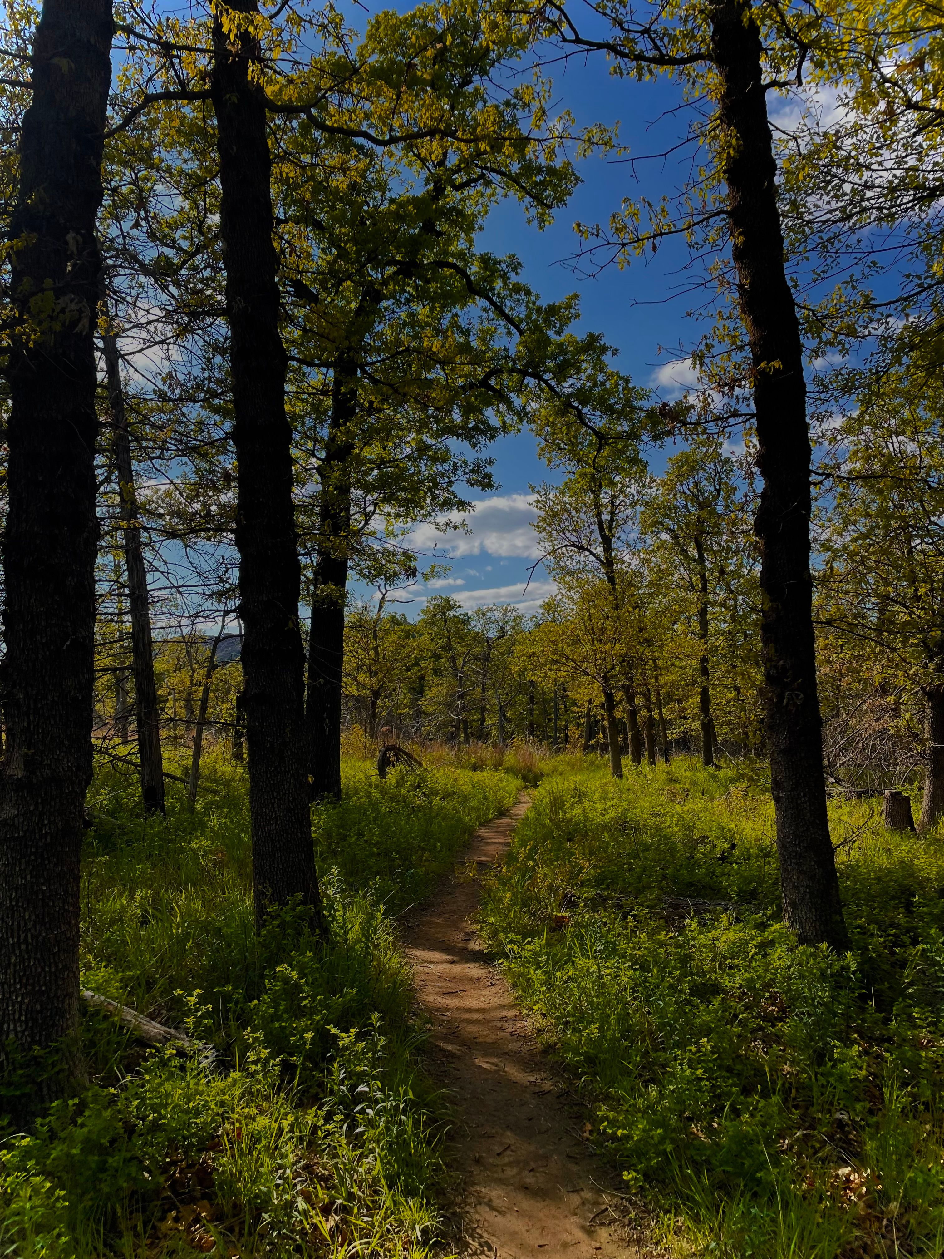 Serene Forest Pathway on a Sunny Day · Free Stock Photo