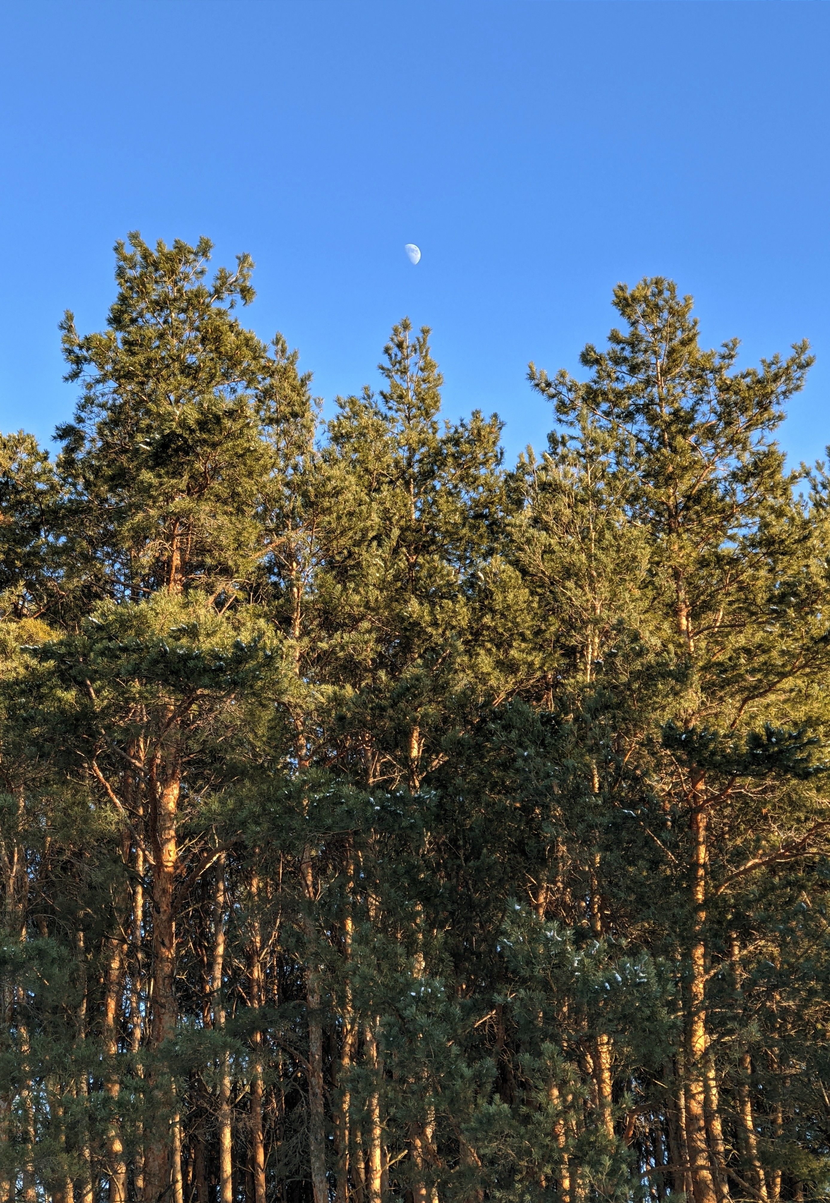 Moonlit Pine Forest with Clear Blue Sky · Free Stock Photo