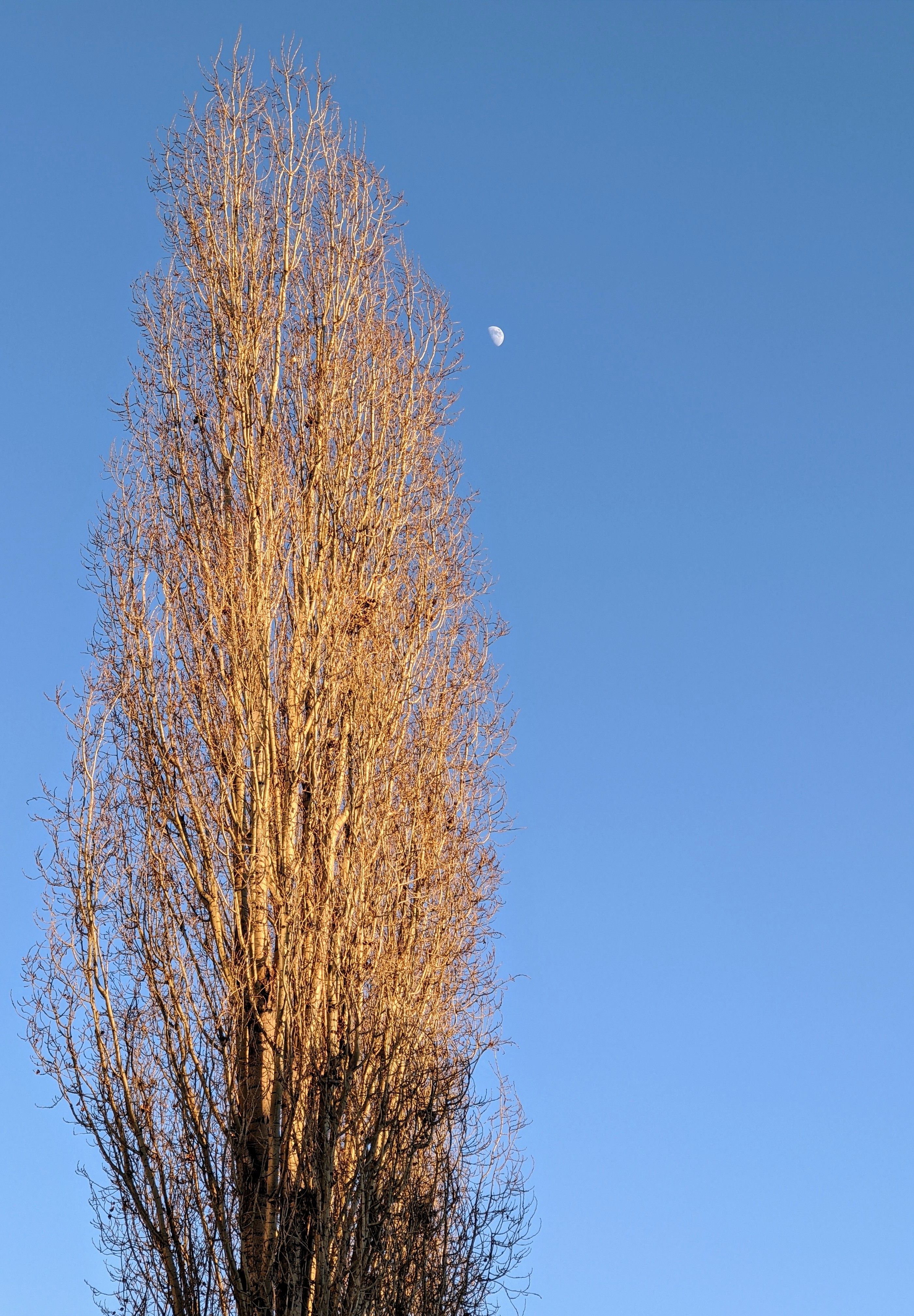 Tall Poplar Tree Against Blue Sky with Moon · Free Stock Photo