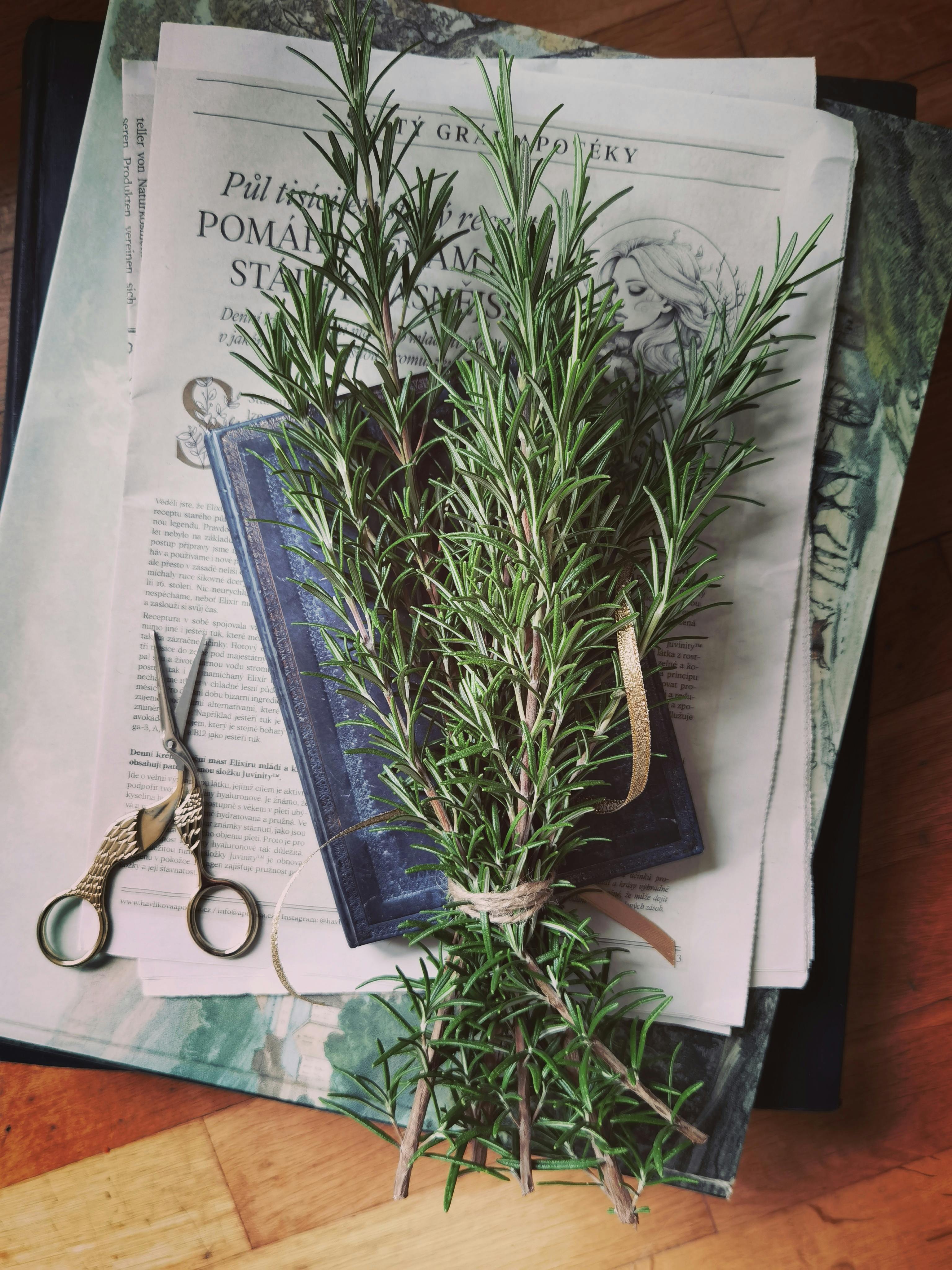 Traditional Journal Photos, Download The BEST Free Traditional Journal ...