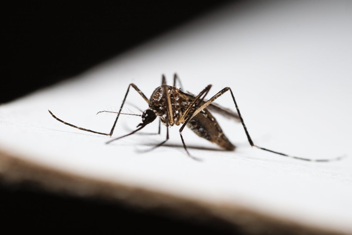 Mosquito Photos, Download The BEST Free Mosquito Stock Photos & HD Images